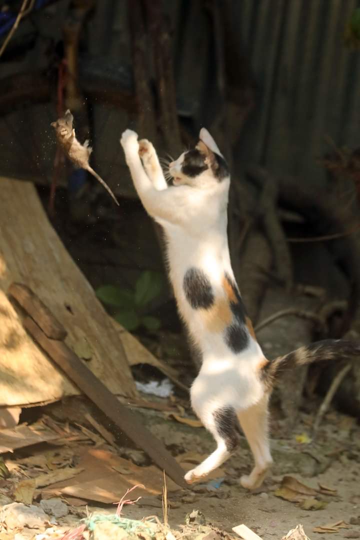 How aggressive! | Scrolller