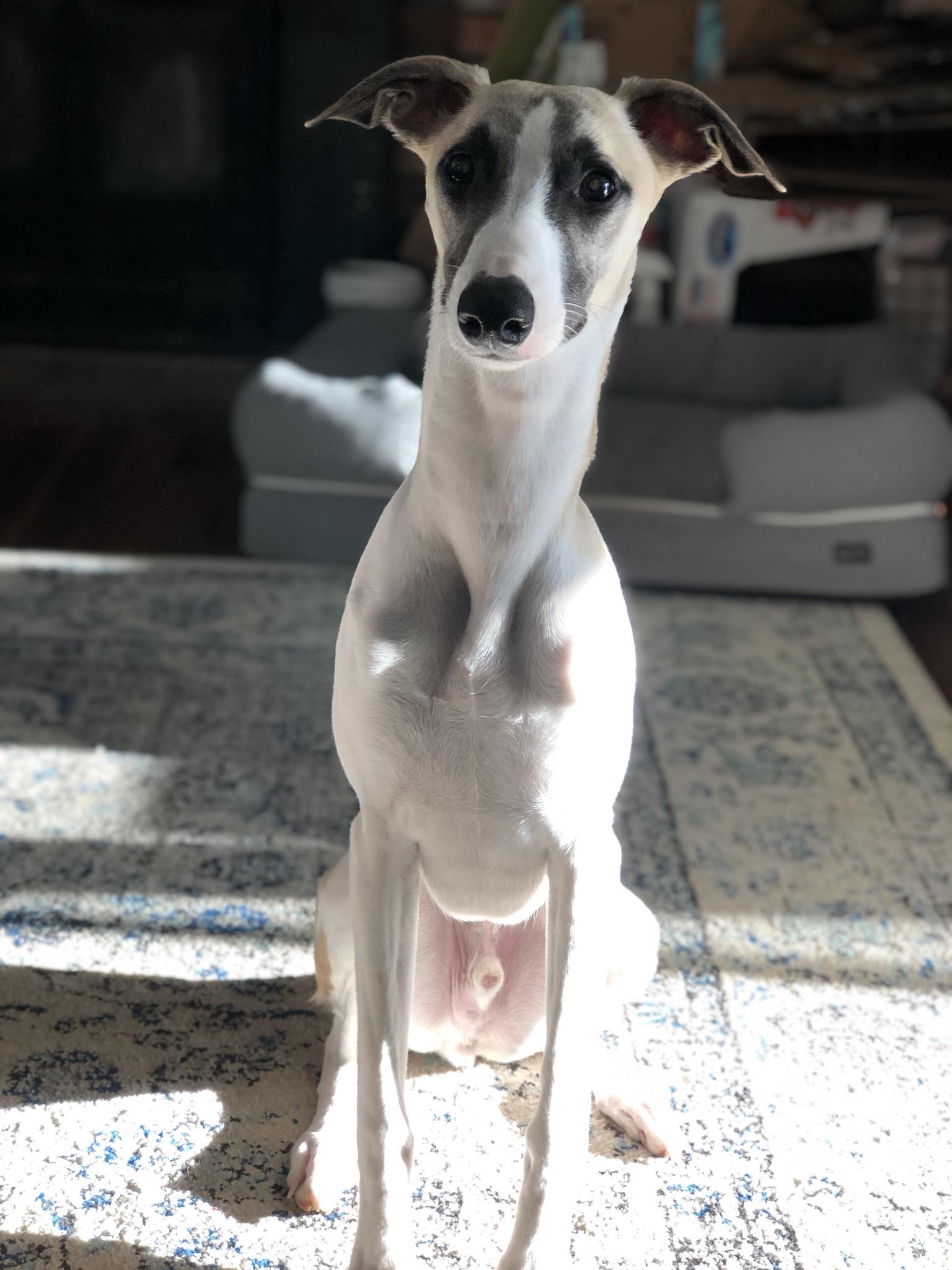 How photogenic is your whippet? | Scrolller