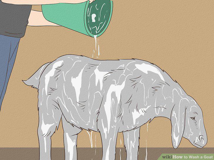 How to find out your goat washed | Scrolller