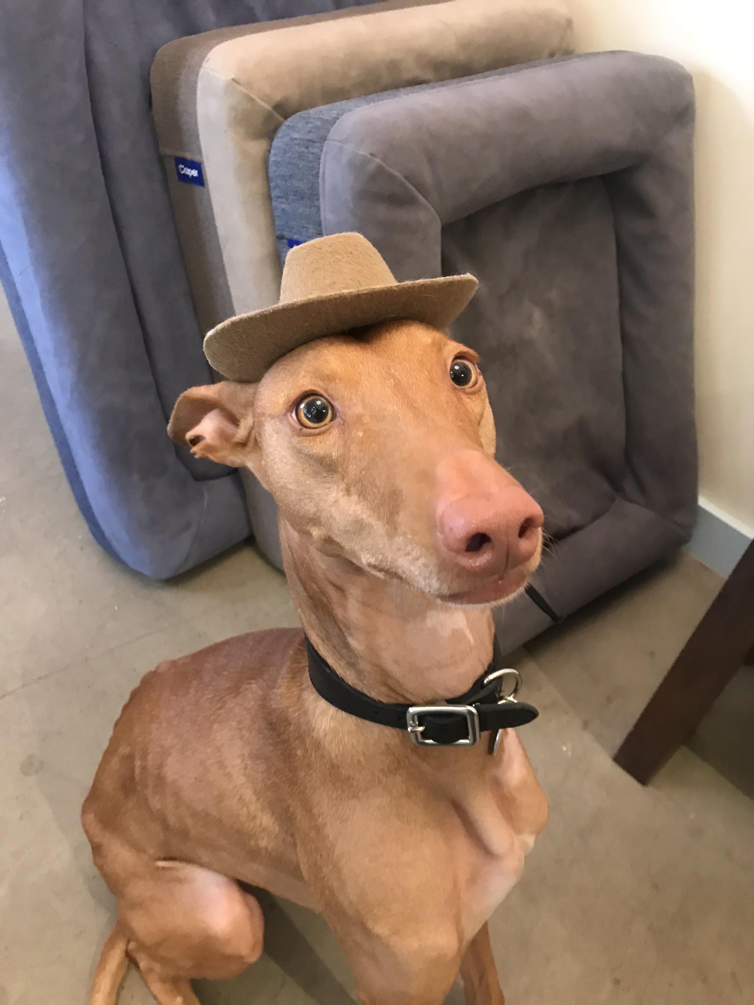 howdy pardner 🤠 | Scrolller