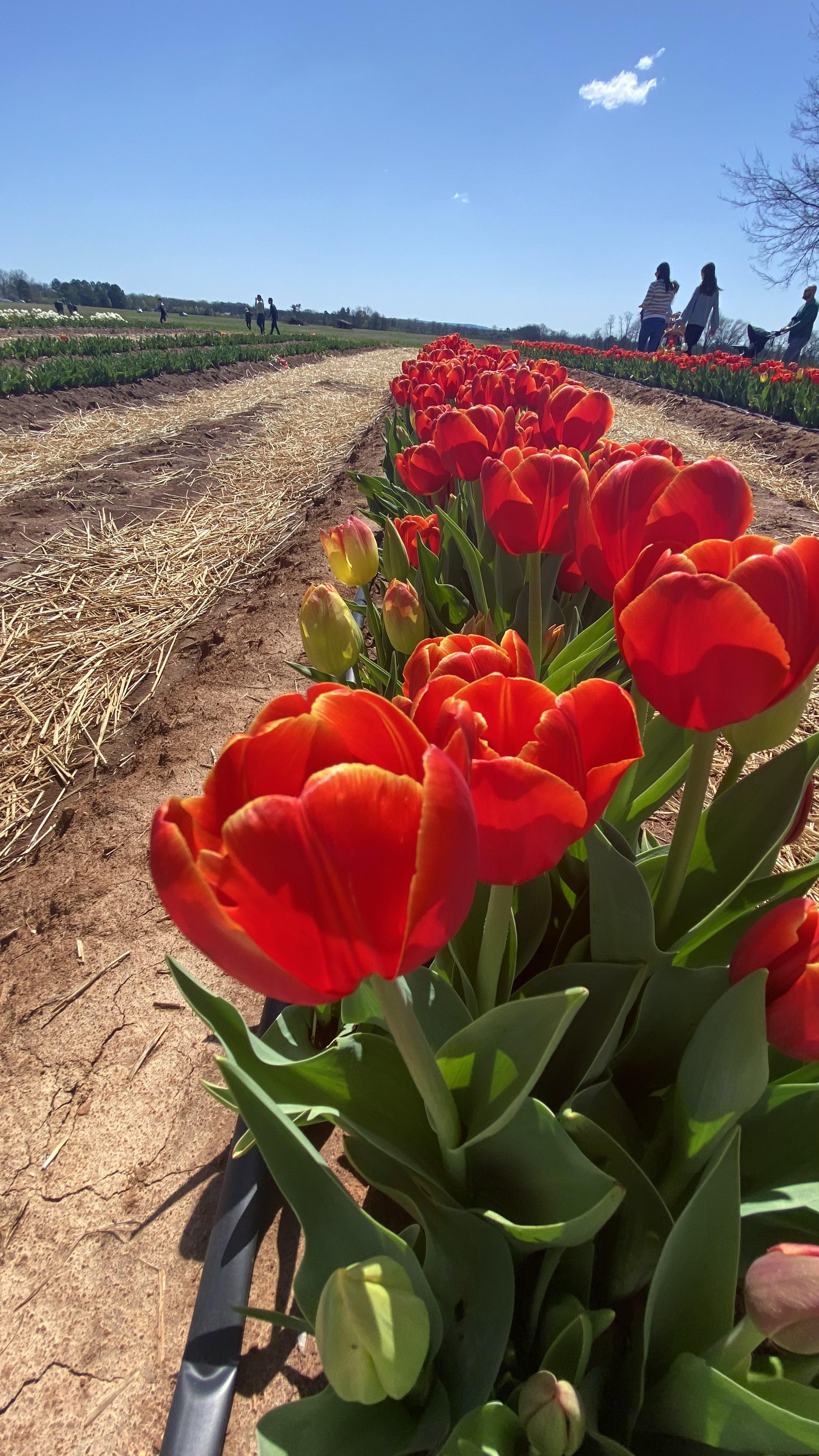 Hubert Family Tulip Farm | Scrolller