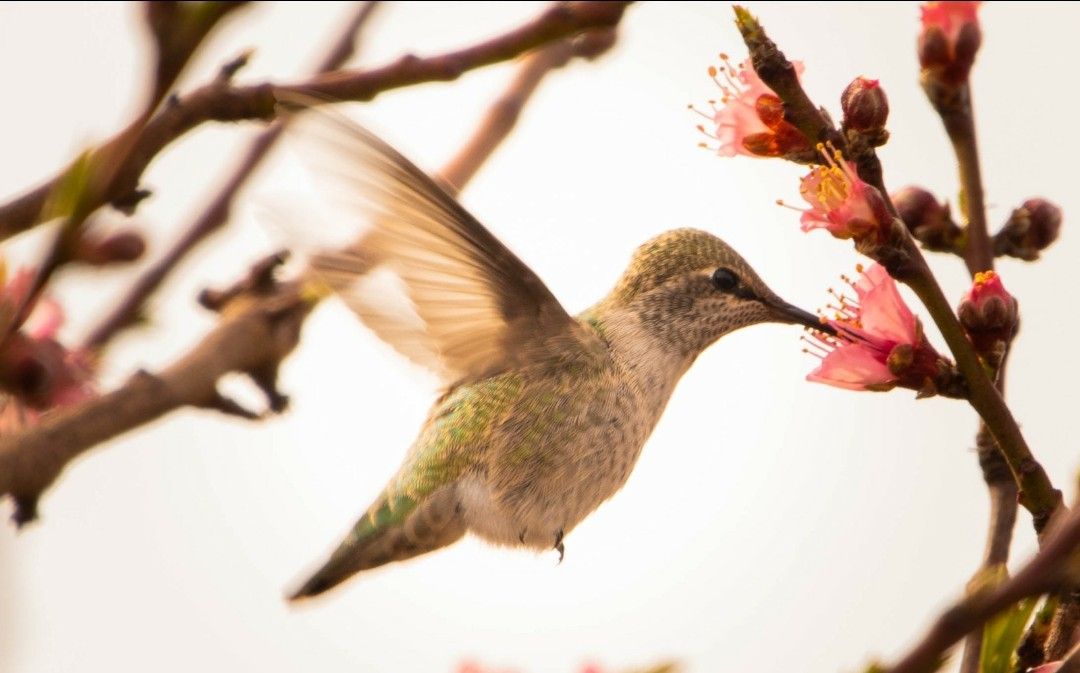 Hummingbird | Scrolller