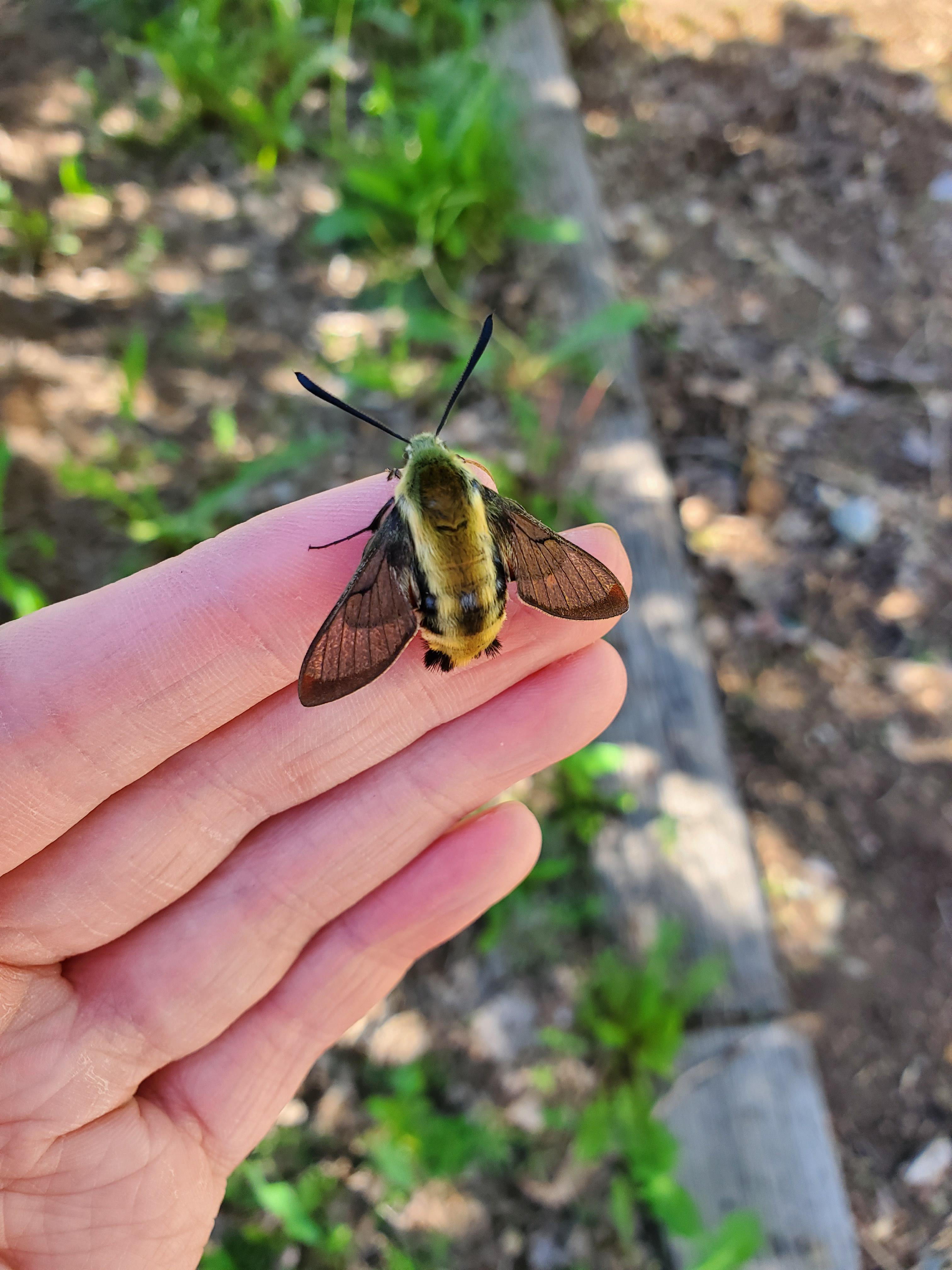 Hummingbird moth. Made friends with this beautiful critter last summer | Scrolller