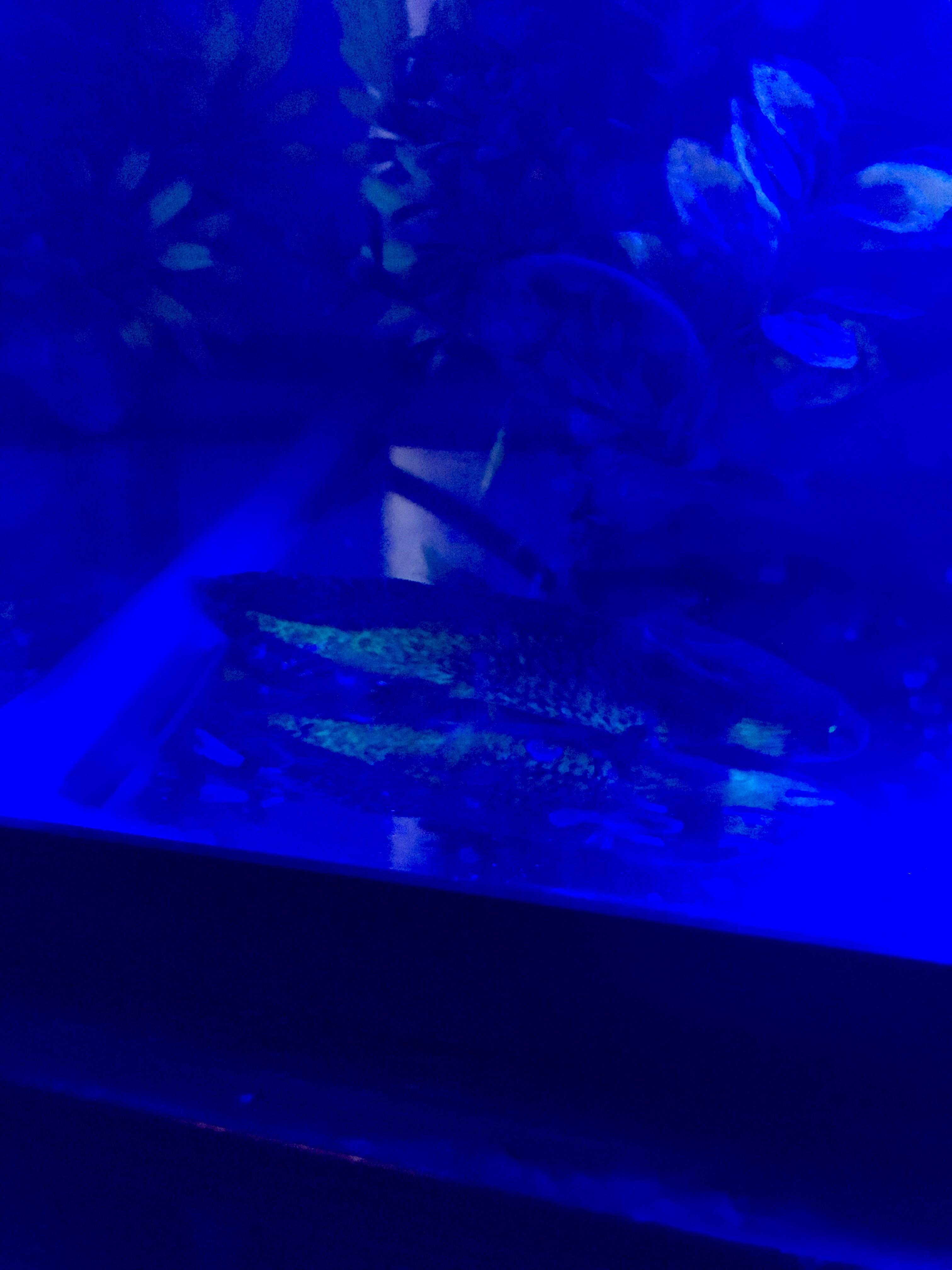 Humphrey has a hidden talent! | Scrolller