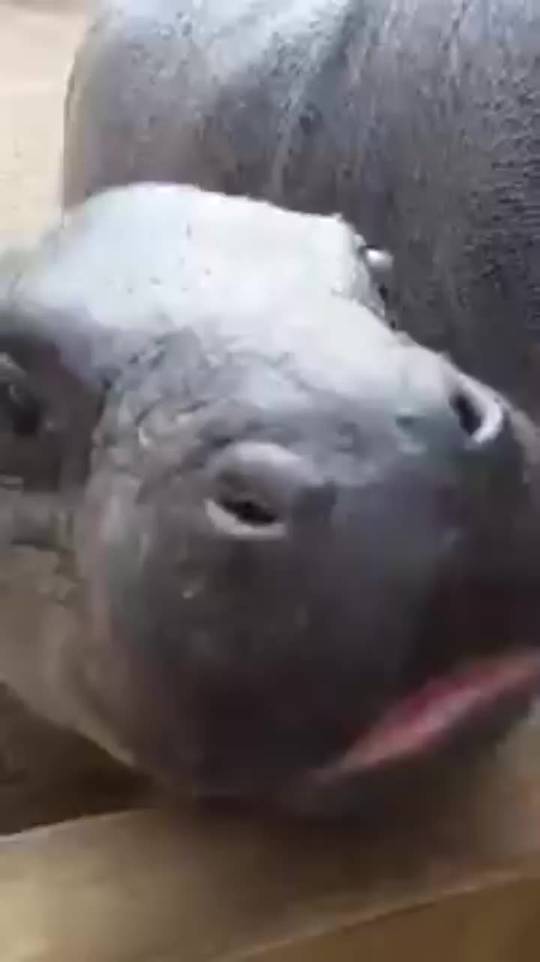 Hungry baby hippo | Scrolller