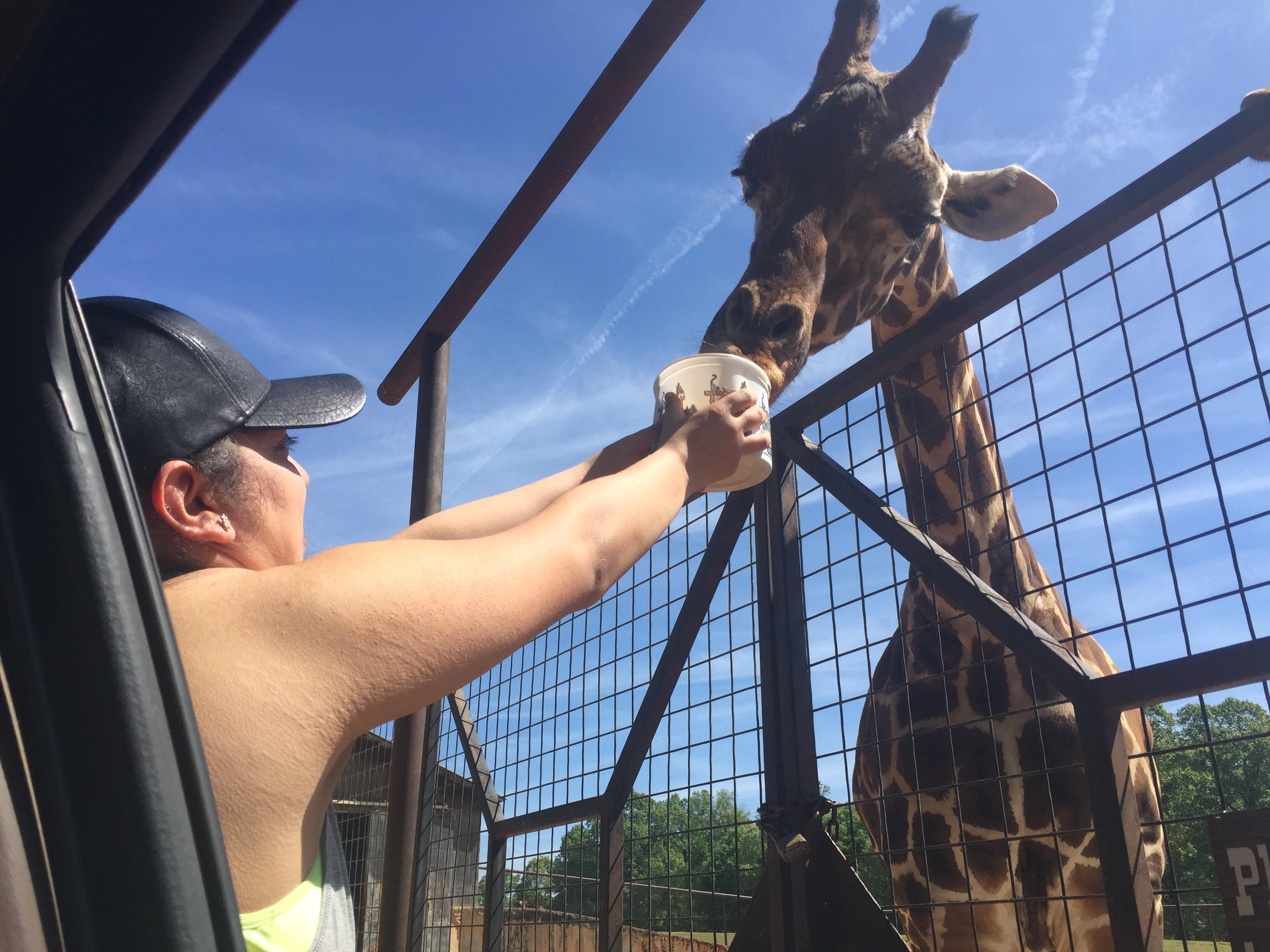 Hungry giraffe | Scrolller