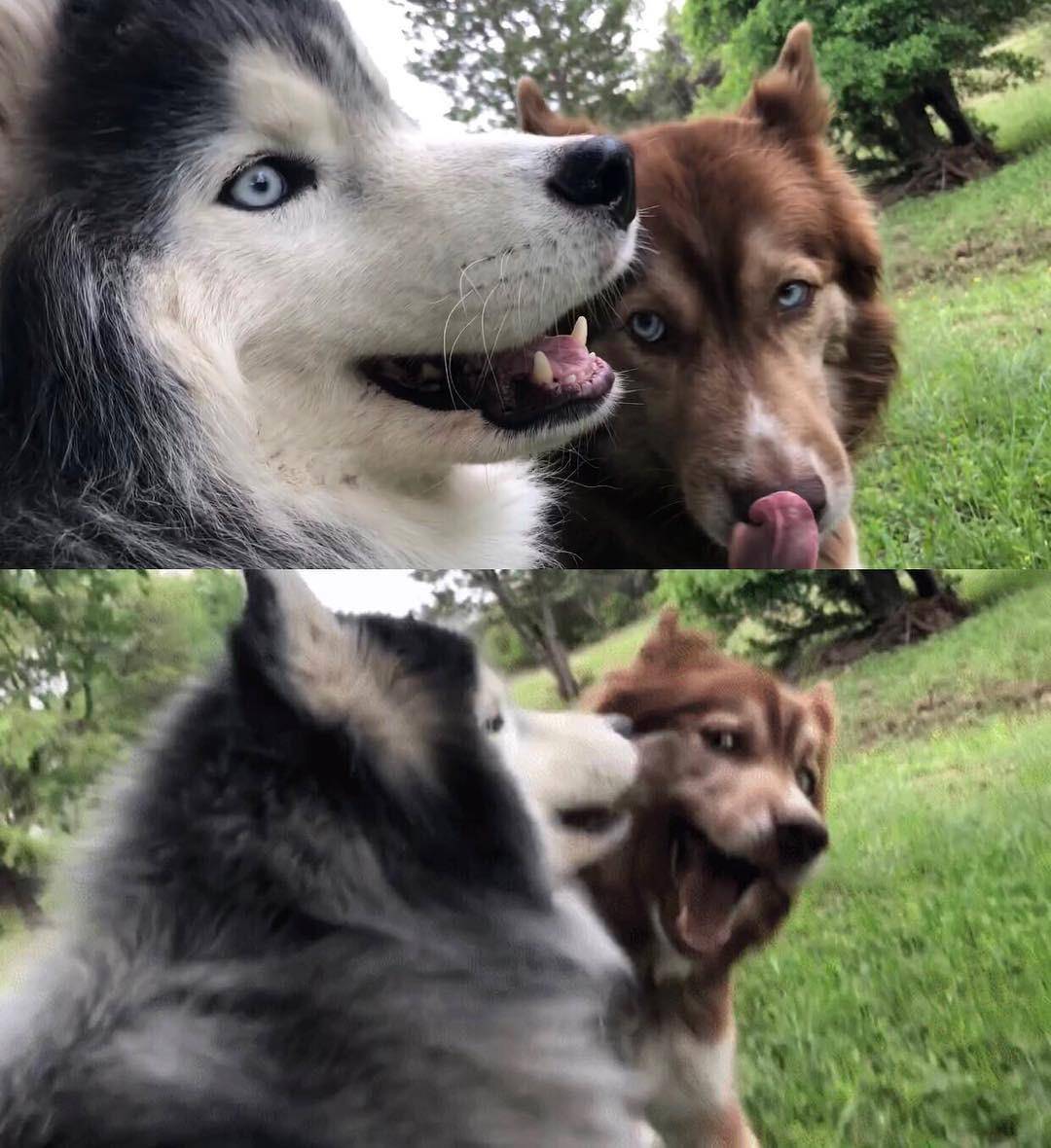 Husky fangs and surprise kisses | Scrolller