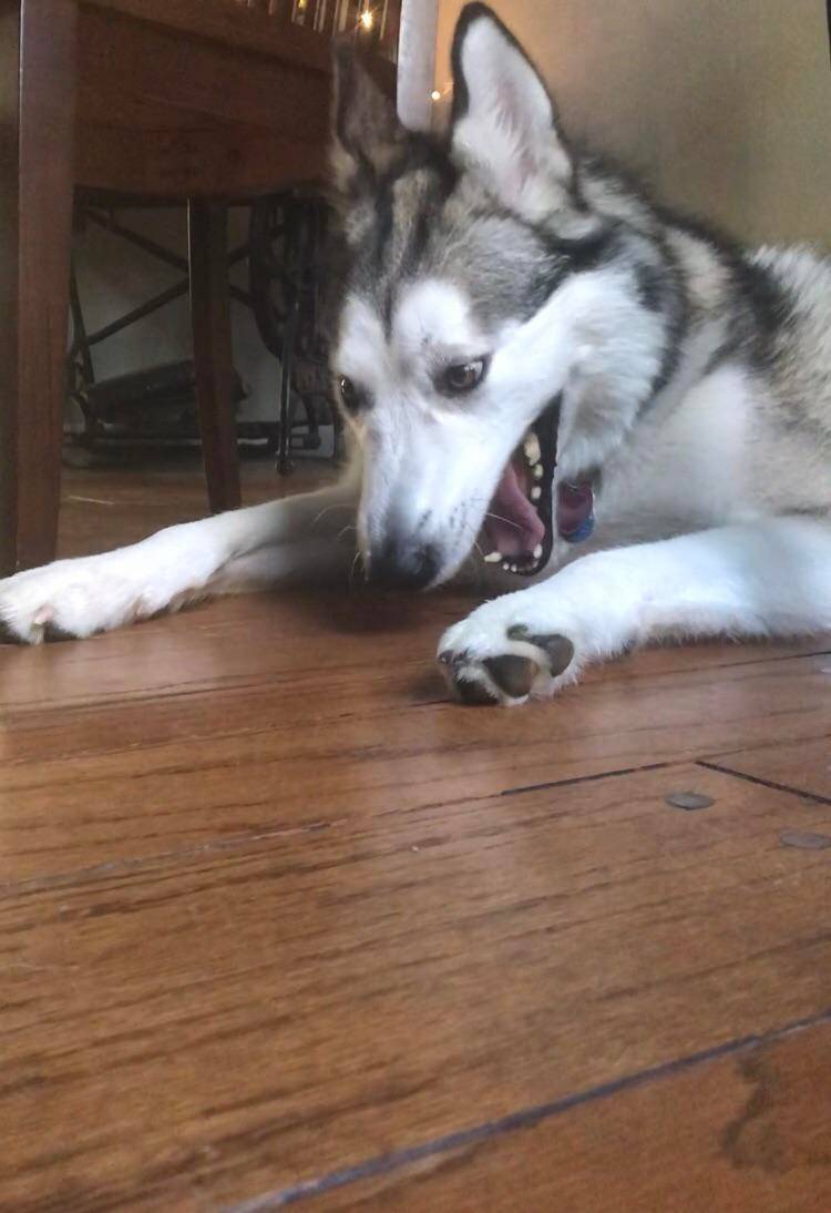 Husky screaming at the floor | Scrolller