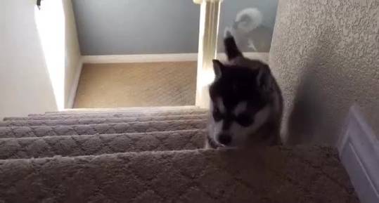 Husky takes a tumble | Scrolller