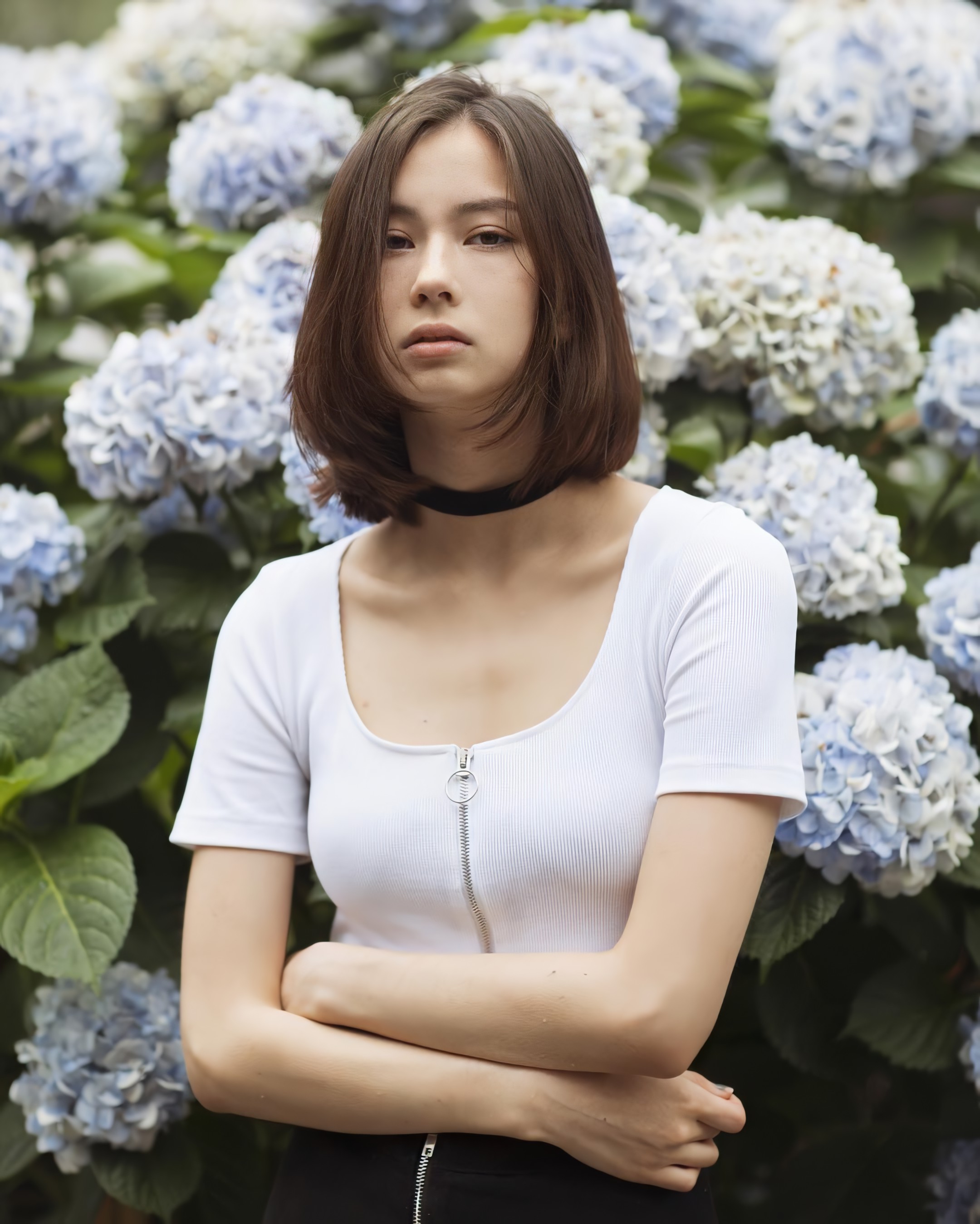 Hydrangea | Scrolller