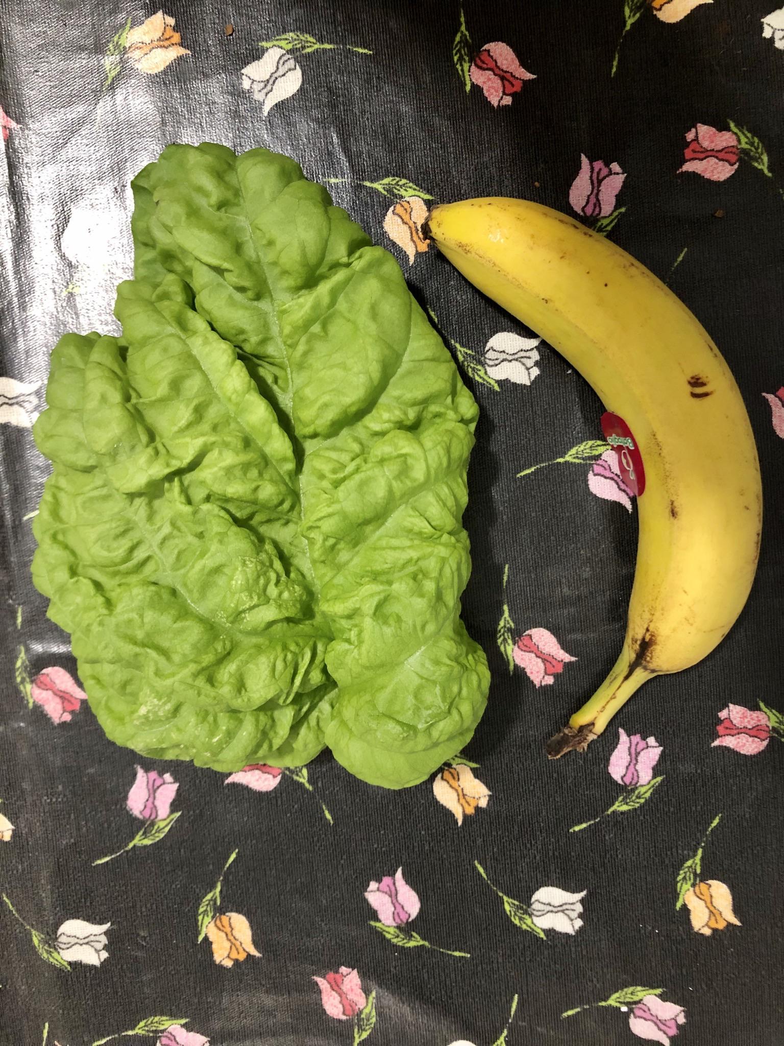 Hydro basil | Scrolller