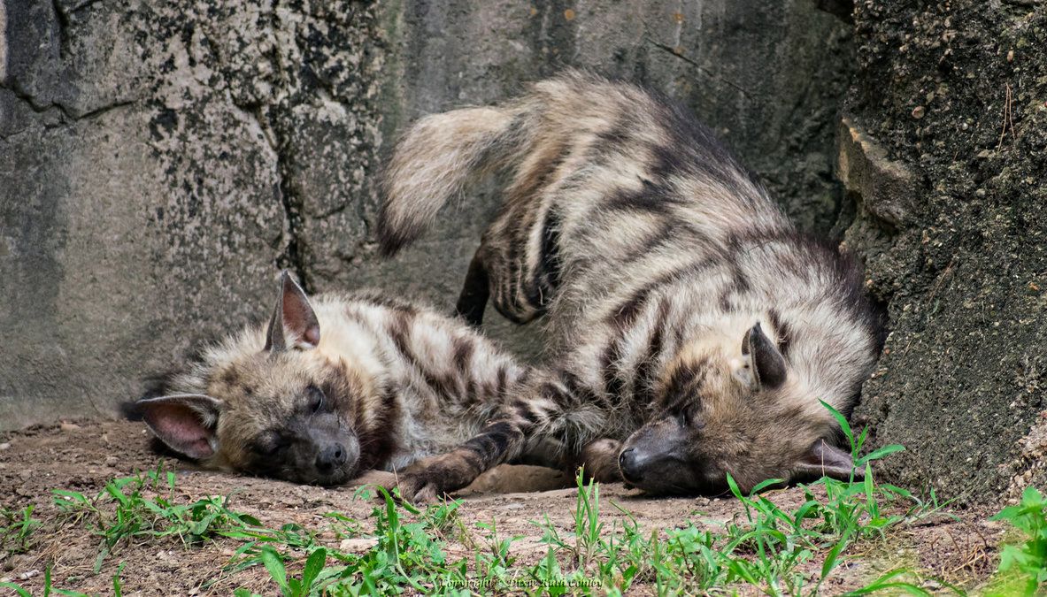 Hyena Huddle by dracoflameus on deviantart | Scrolller