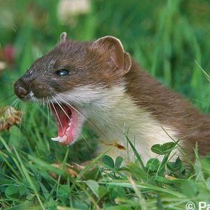 Hyena Weasel? | Scrolller