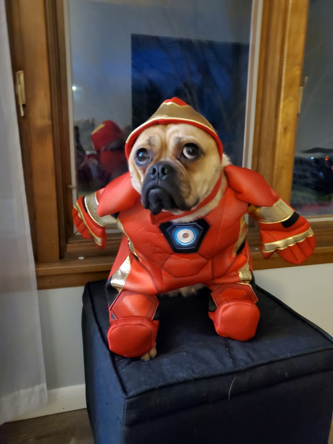 I am Iron Puggle | Scrolller