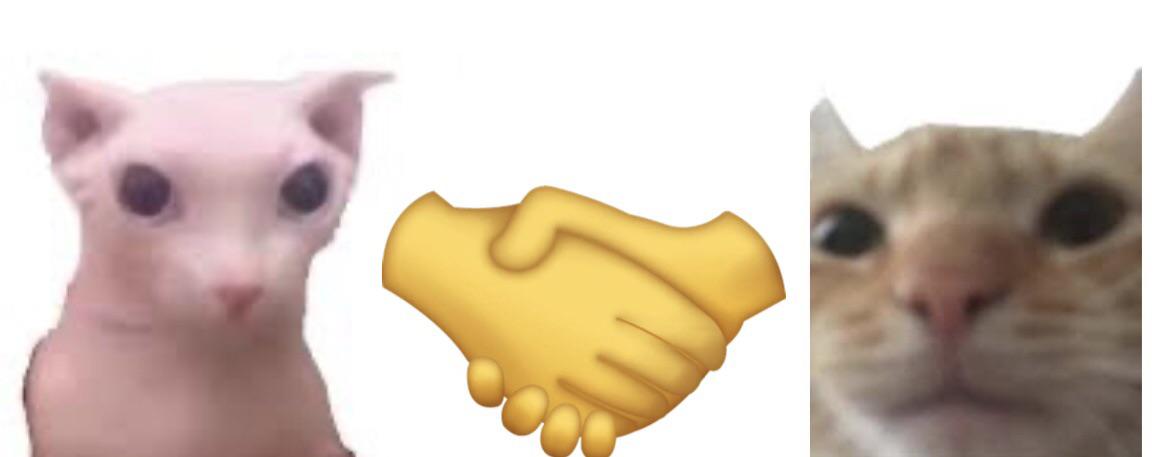 I announce a coalition between bingus and swagcat | Scrolller