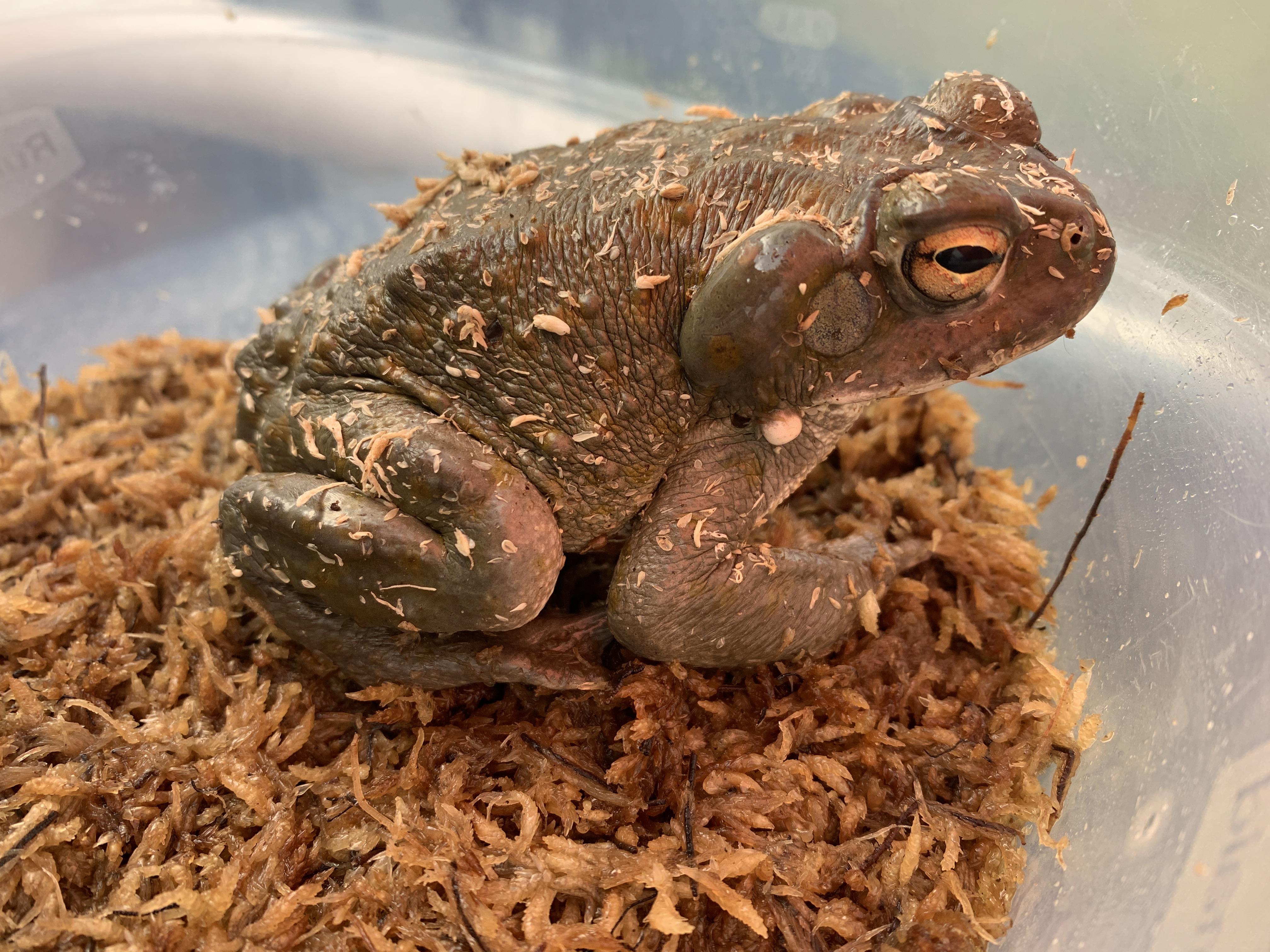 I Bought the Toad | Scrolller