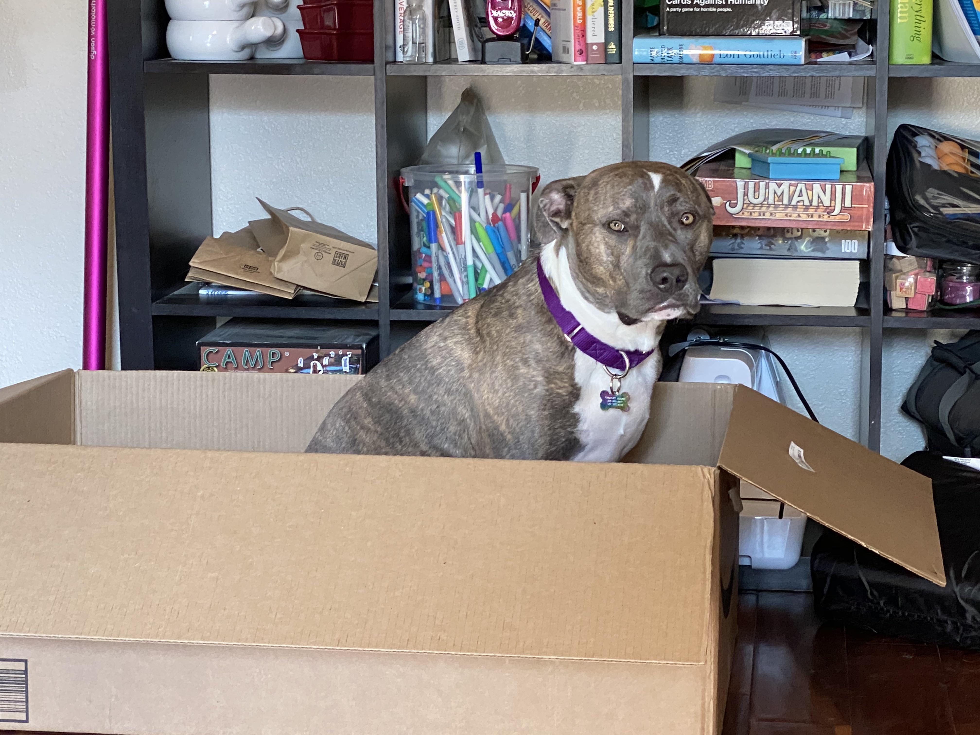 I can haz cat fud now? | Scrolller