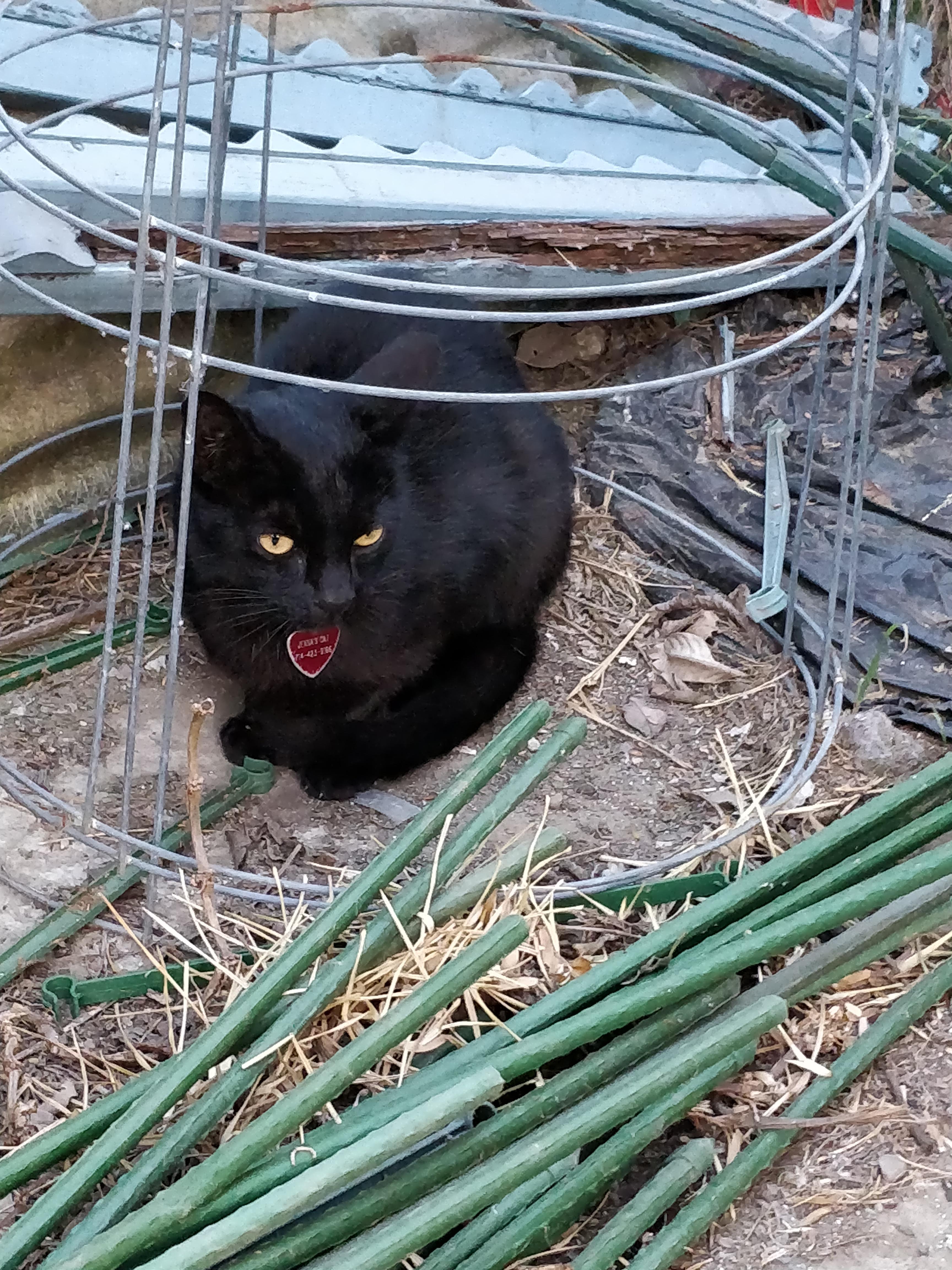 I caught my little Walter in an upside down tomato cage. Cats are the weirdest! | Scrolller