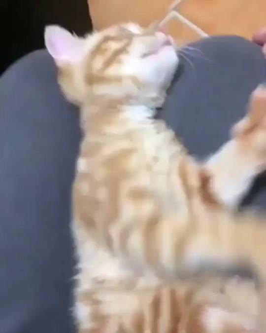 I demand attention hooman! | Scrolller