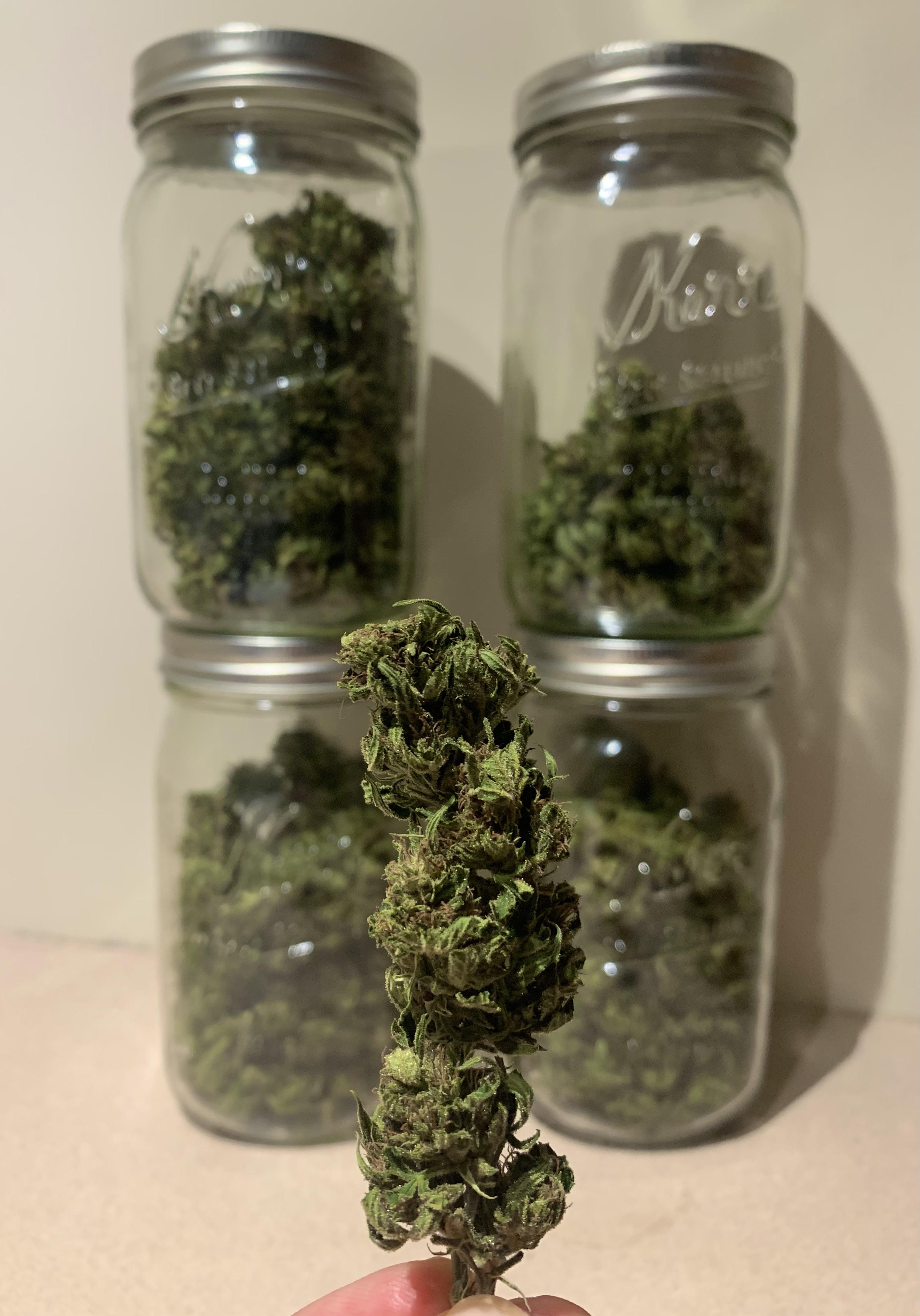 My first ever grow | Scrolller