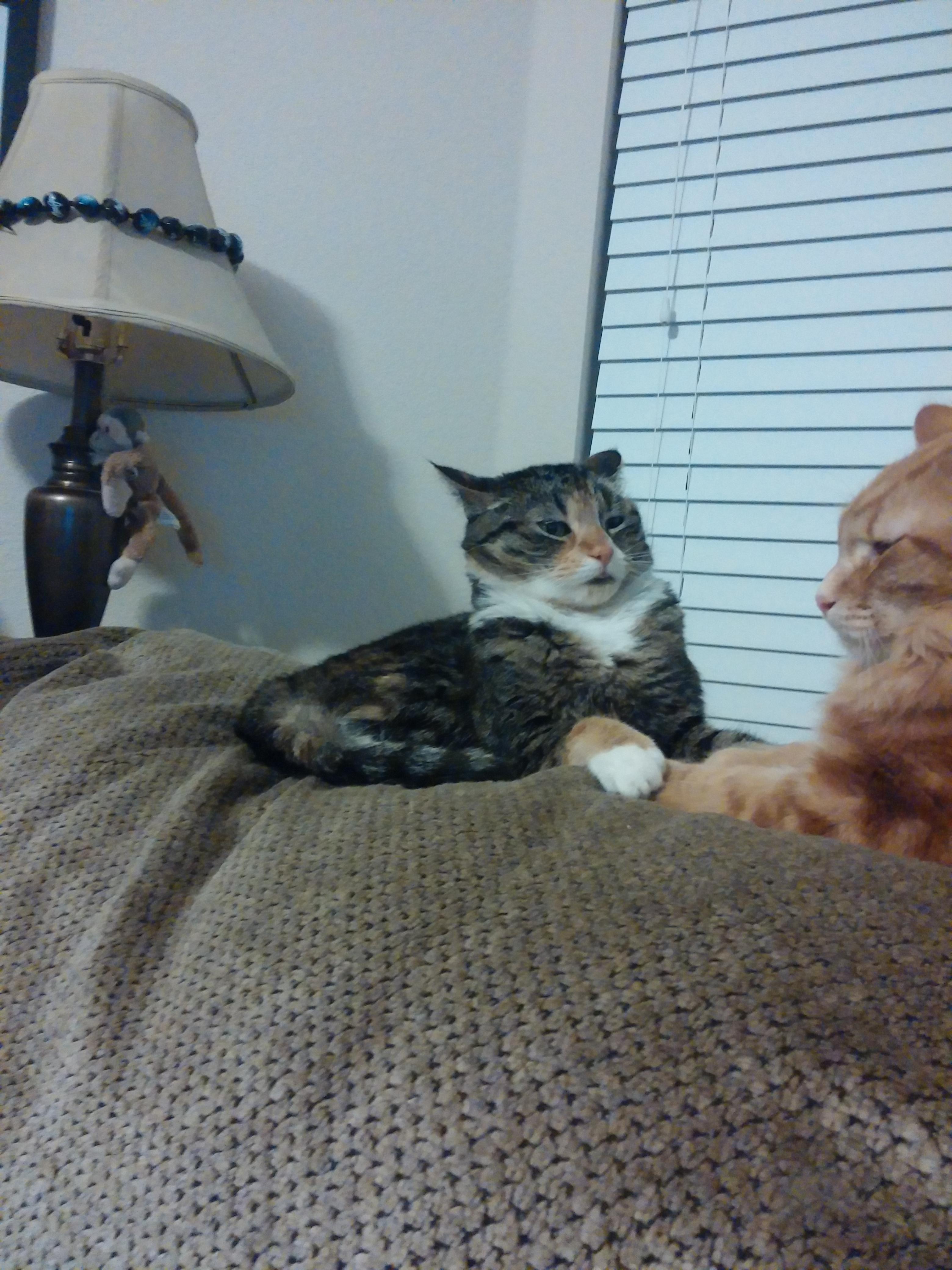 I don't want to hold your paw! | Scrolller