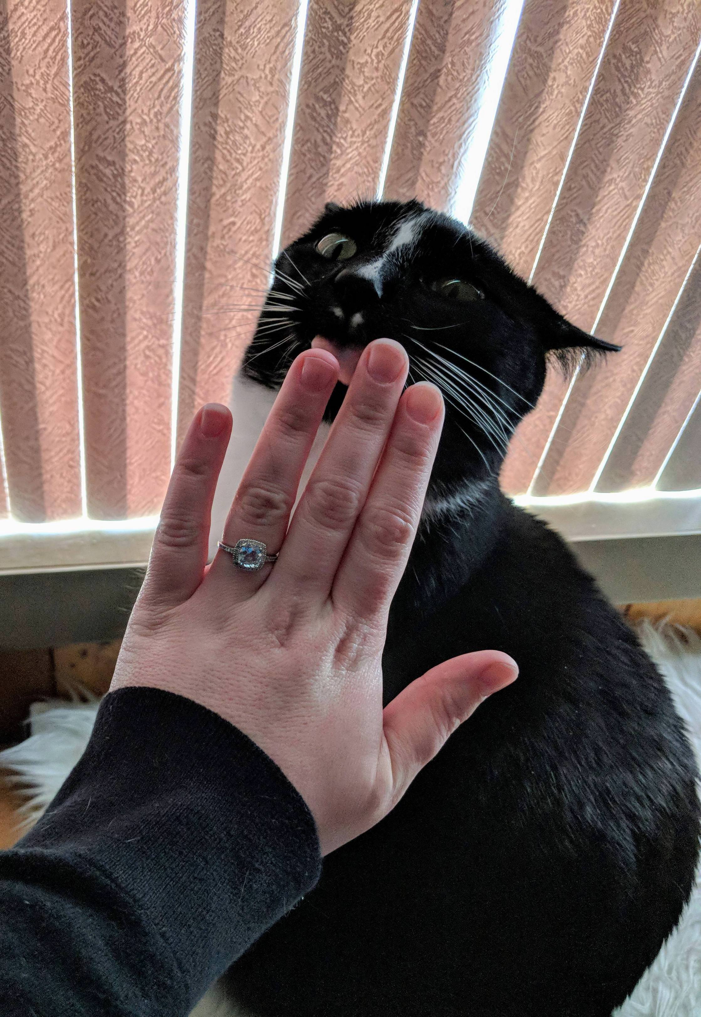 I got engaged and my giant derp of a cat Gary gave me the BEST ring photo to post on FB ...
