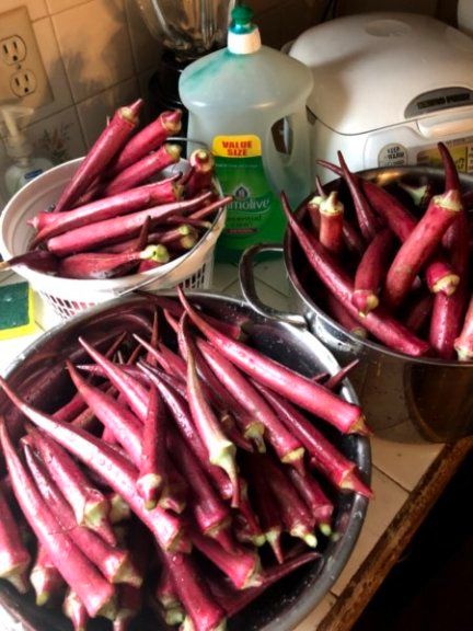 I got over 500 pounds of Okra from a single seed packet, here is how to grow it if you dare ...