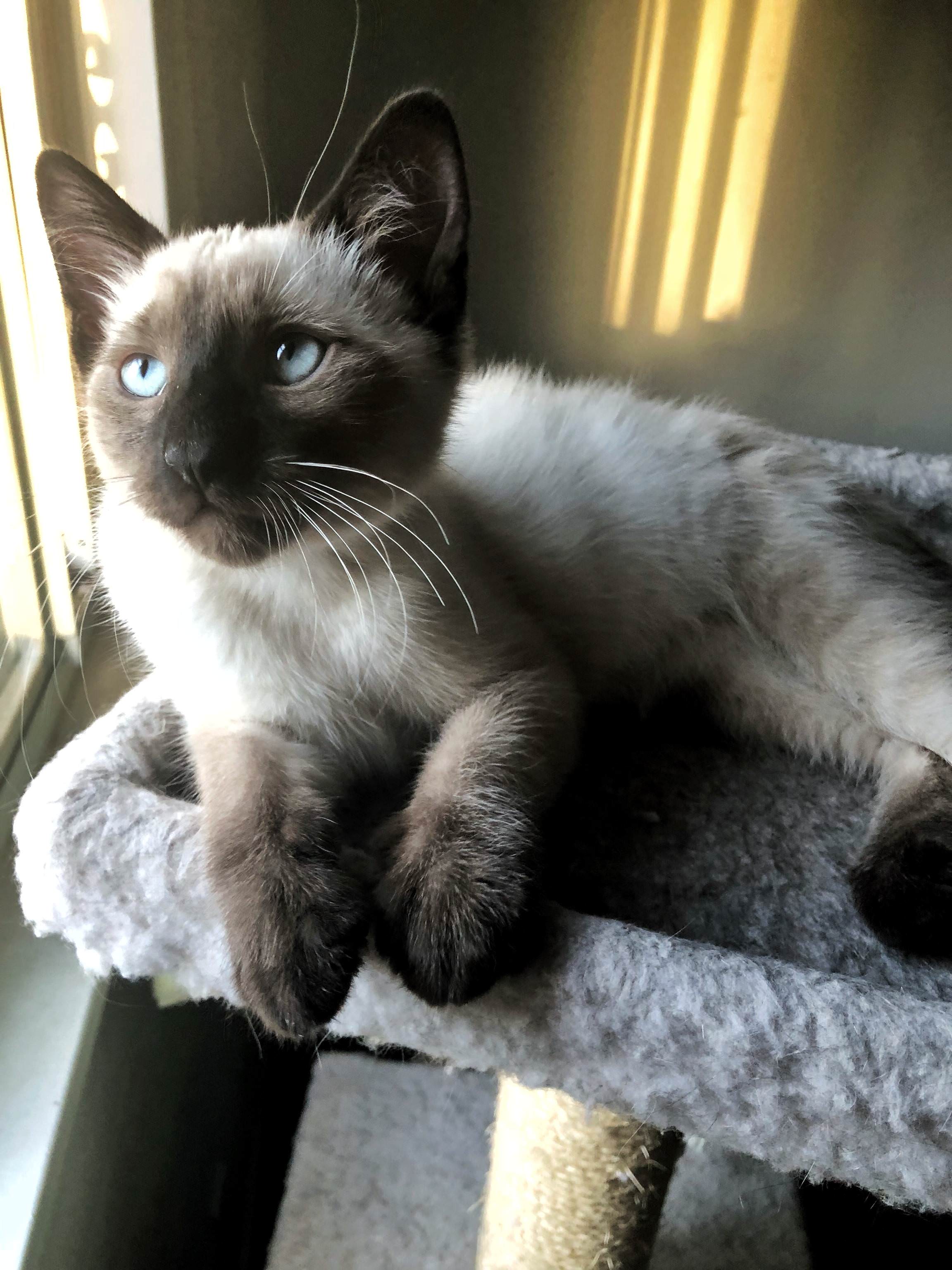 I grew up with Siamese cats and now I finally have one of my own! Meet Pippin! | Scrolller