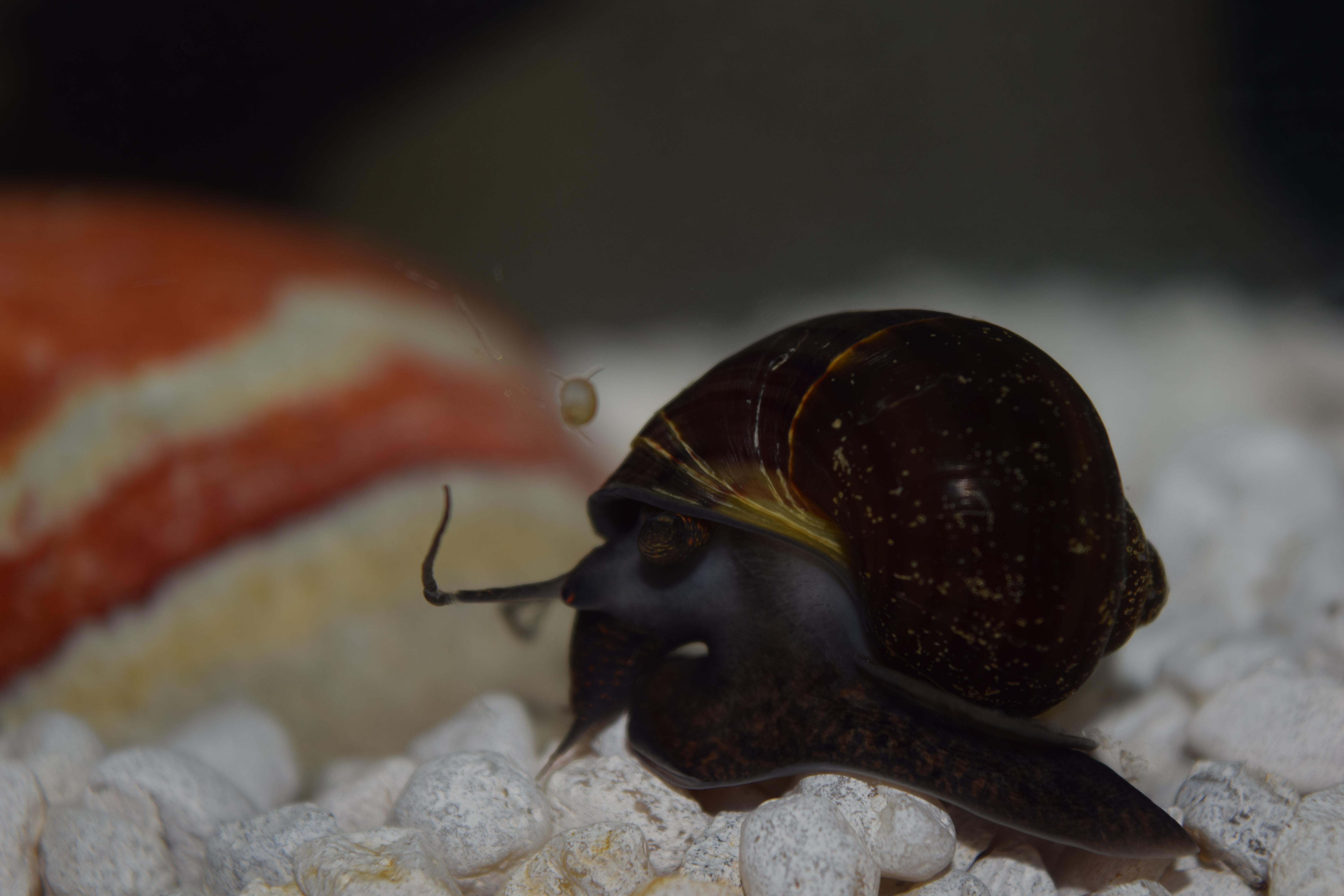 I have 1 day old baby snails! | Scrolller