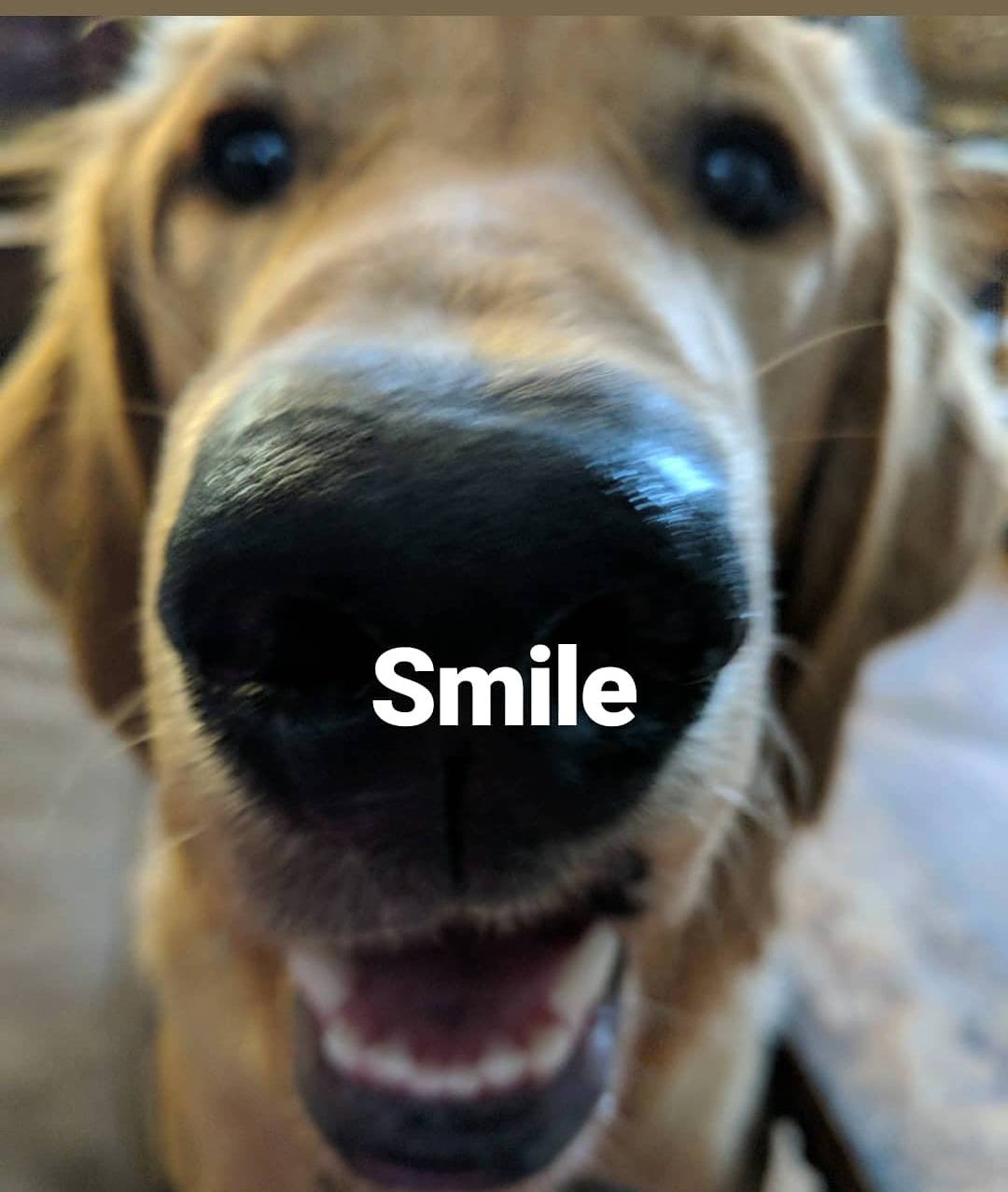 I have a nose if you have a boop | Scrolller