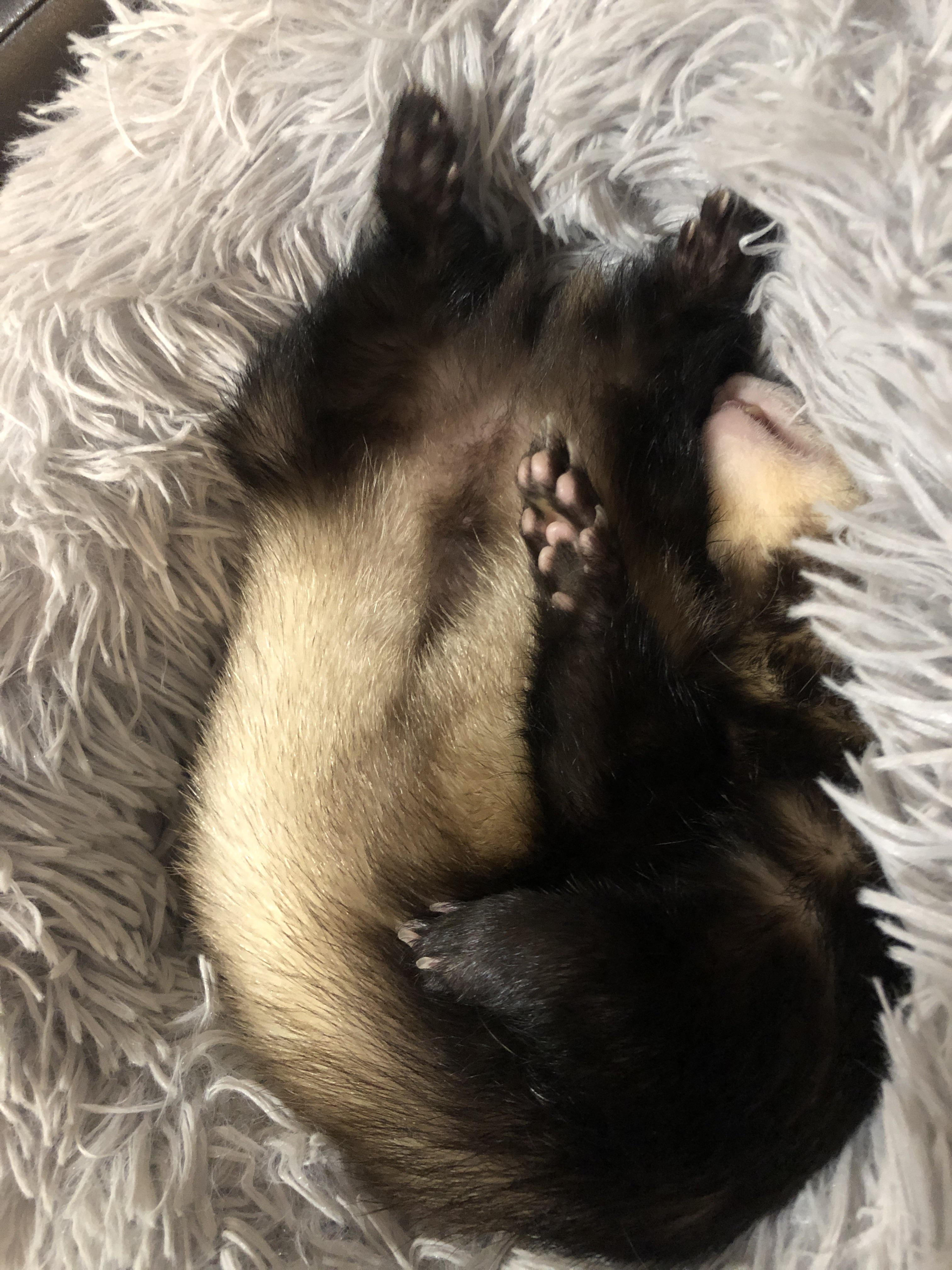 I heard Long cat beans count too | Scrolller