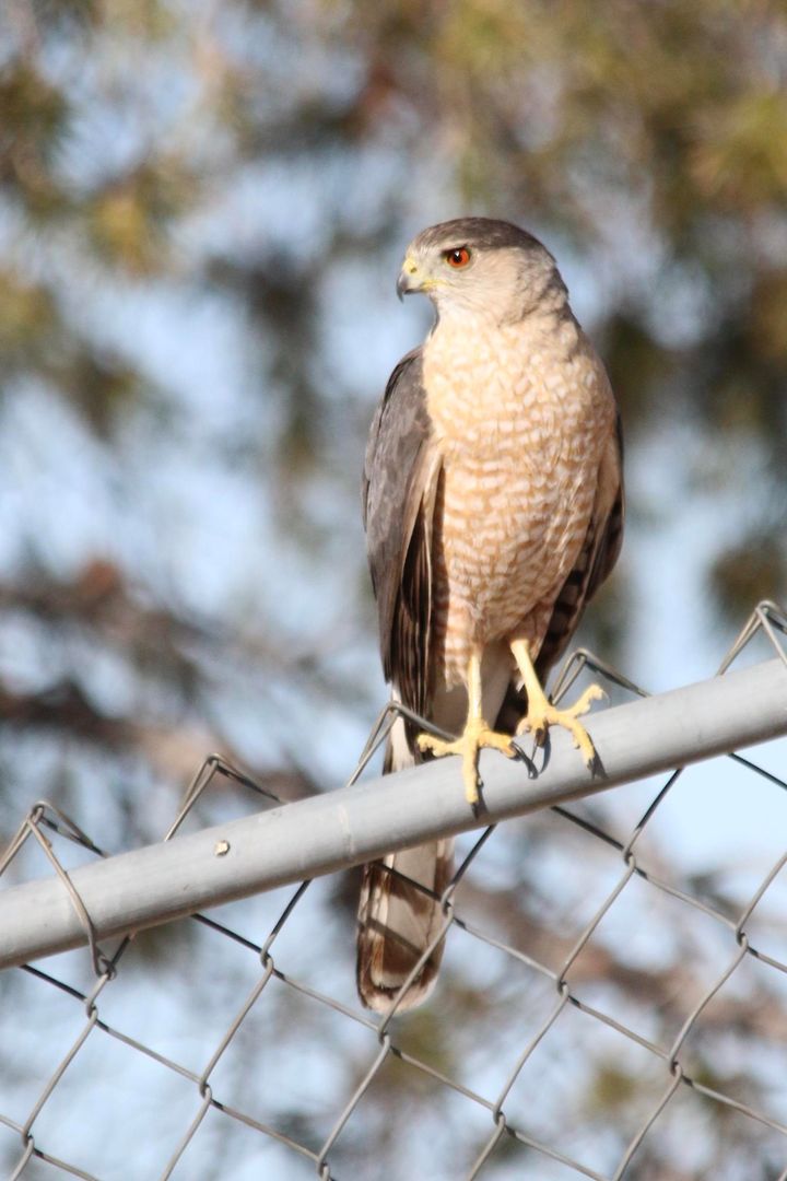 I hope you guys don’t get sick of all the wildlife photos! This Cooper’s Hawk has been a regular ...