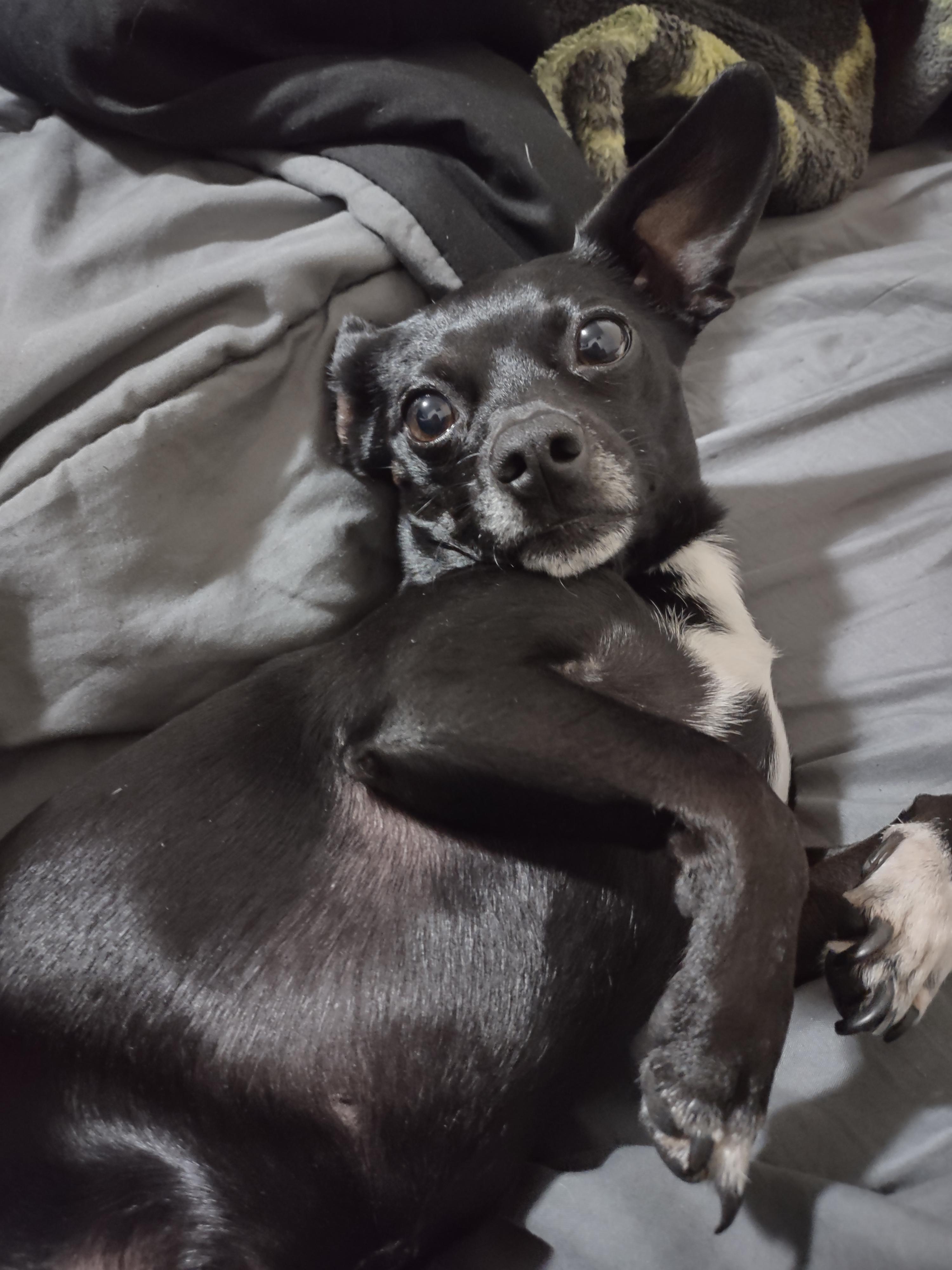 I interrupted snuggle time. | Scrolller