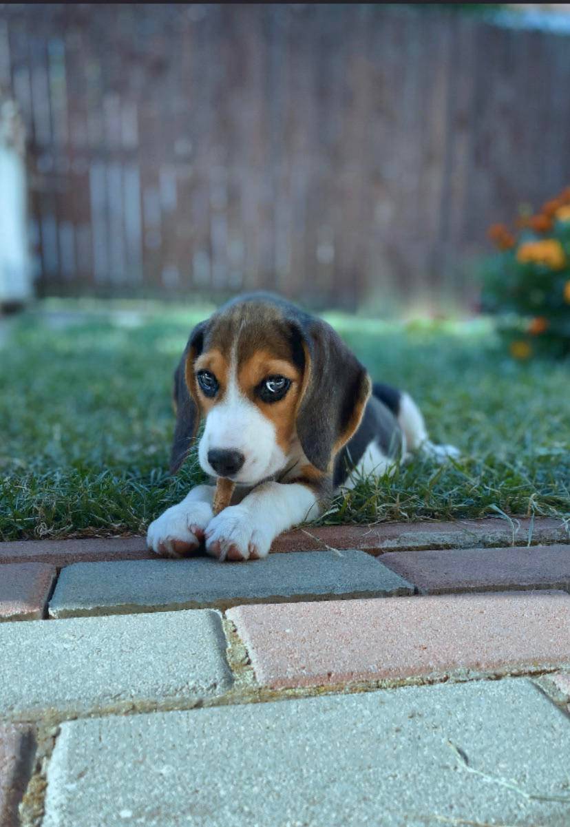 I just got a new beagle puppy and he looks ADORABLE! | Scrolller