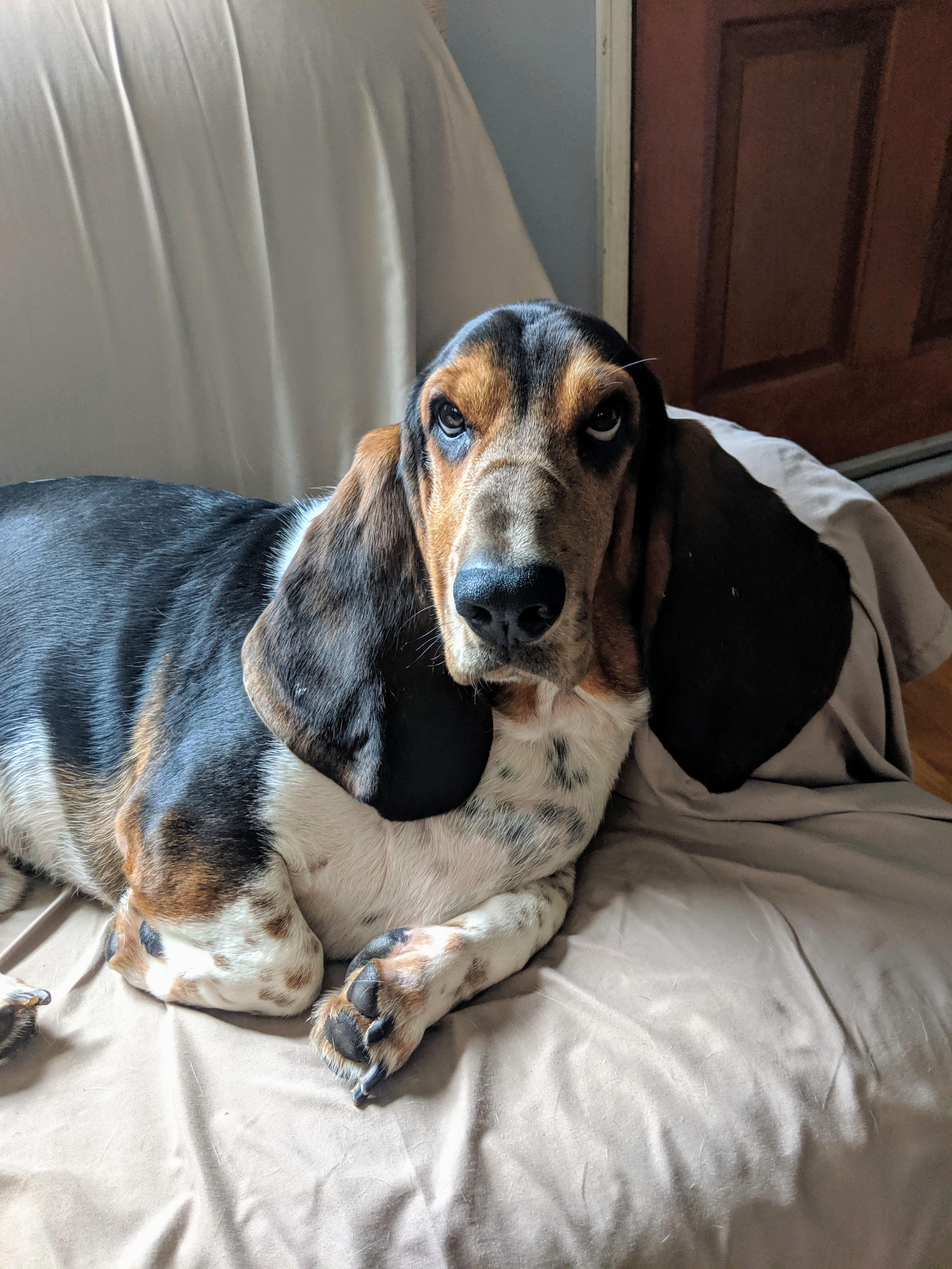 I like to call him pharaoh Norman when he shows off his ears like this | Scrolller