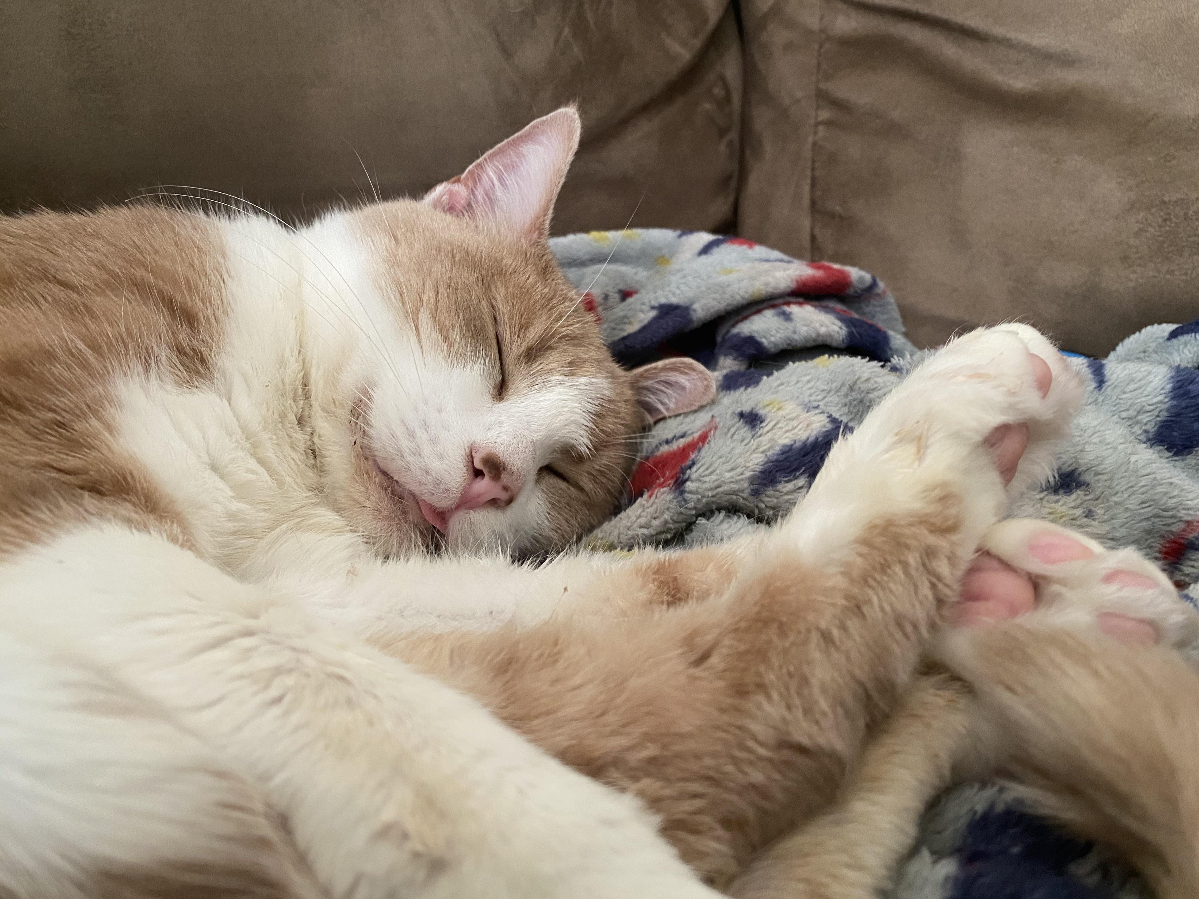 I’ll take the #5, thats The Blep and toe beans combo. | Scrolller