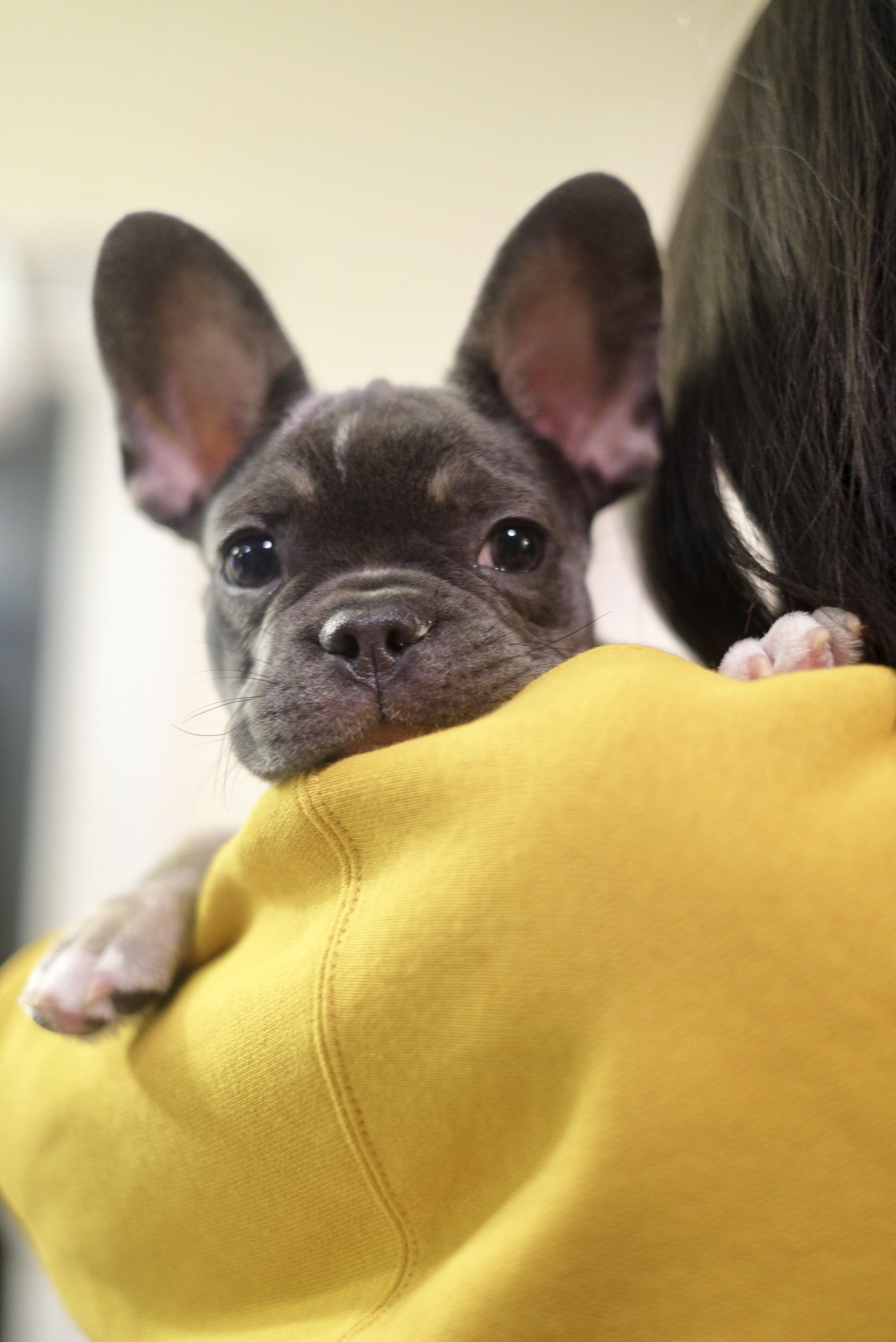 I love my young pup’s ears! | Scrolller