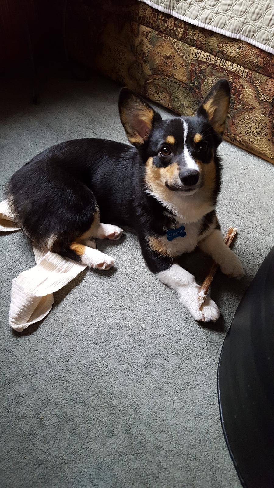 I love the way she uses her paw to hold her stick | Scrolller