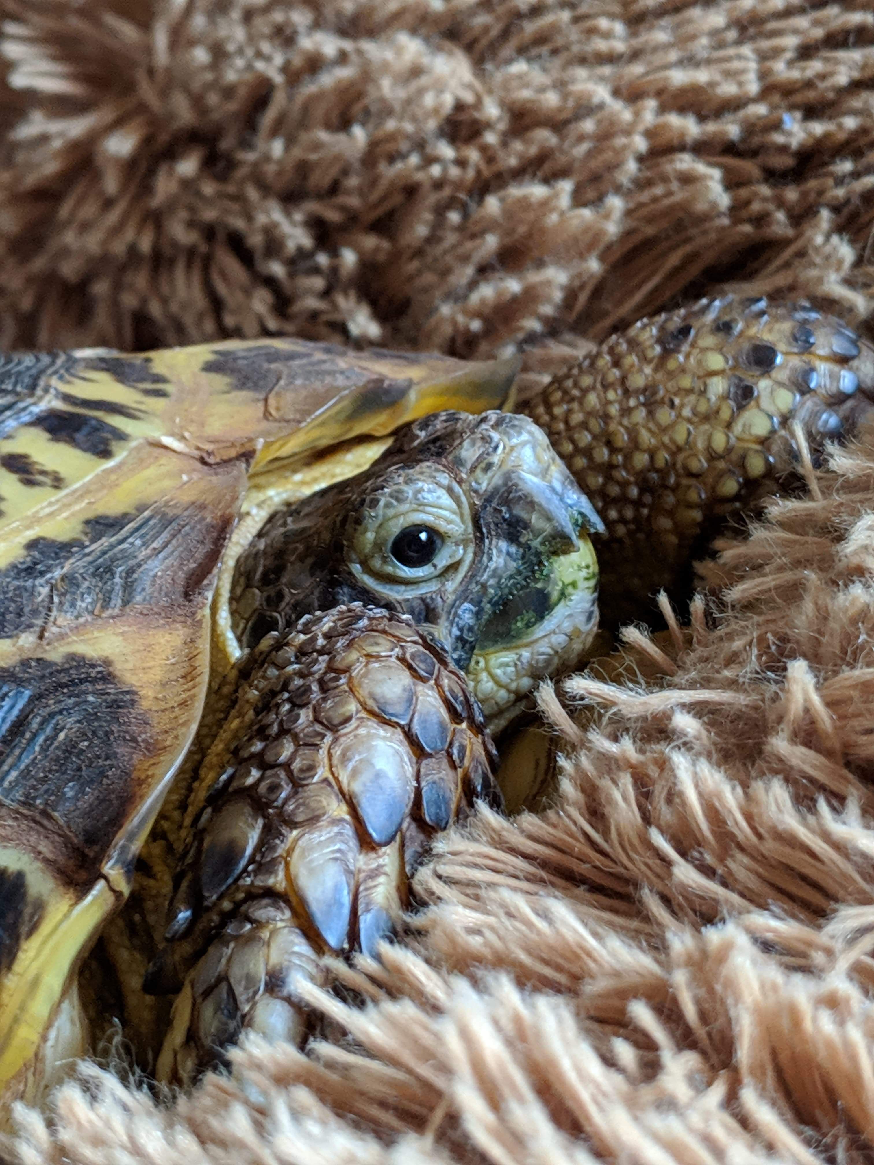 I love this picture of my son's tortoise Anna. I had to share. | Scrolller