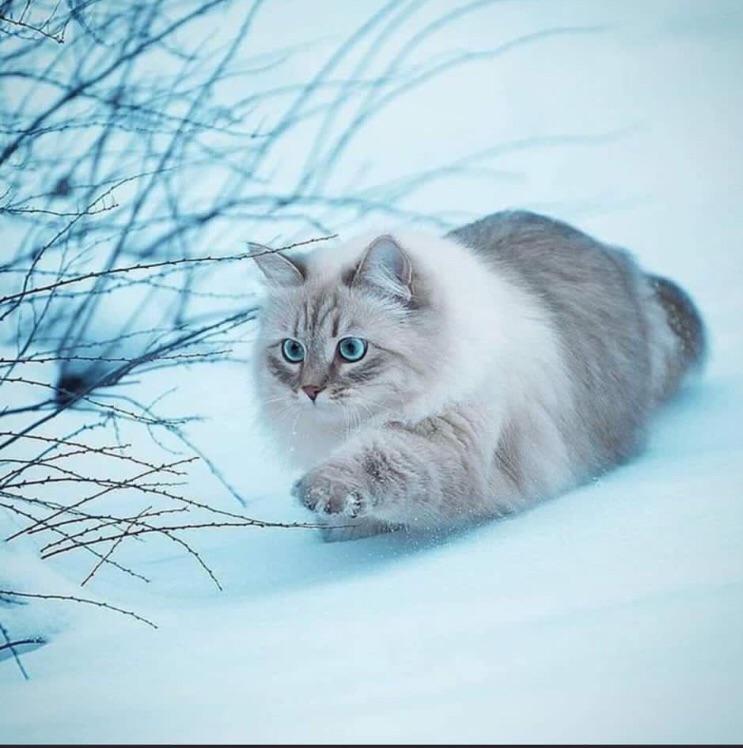 Floof Scrolller