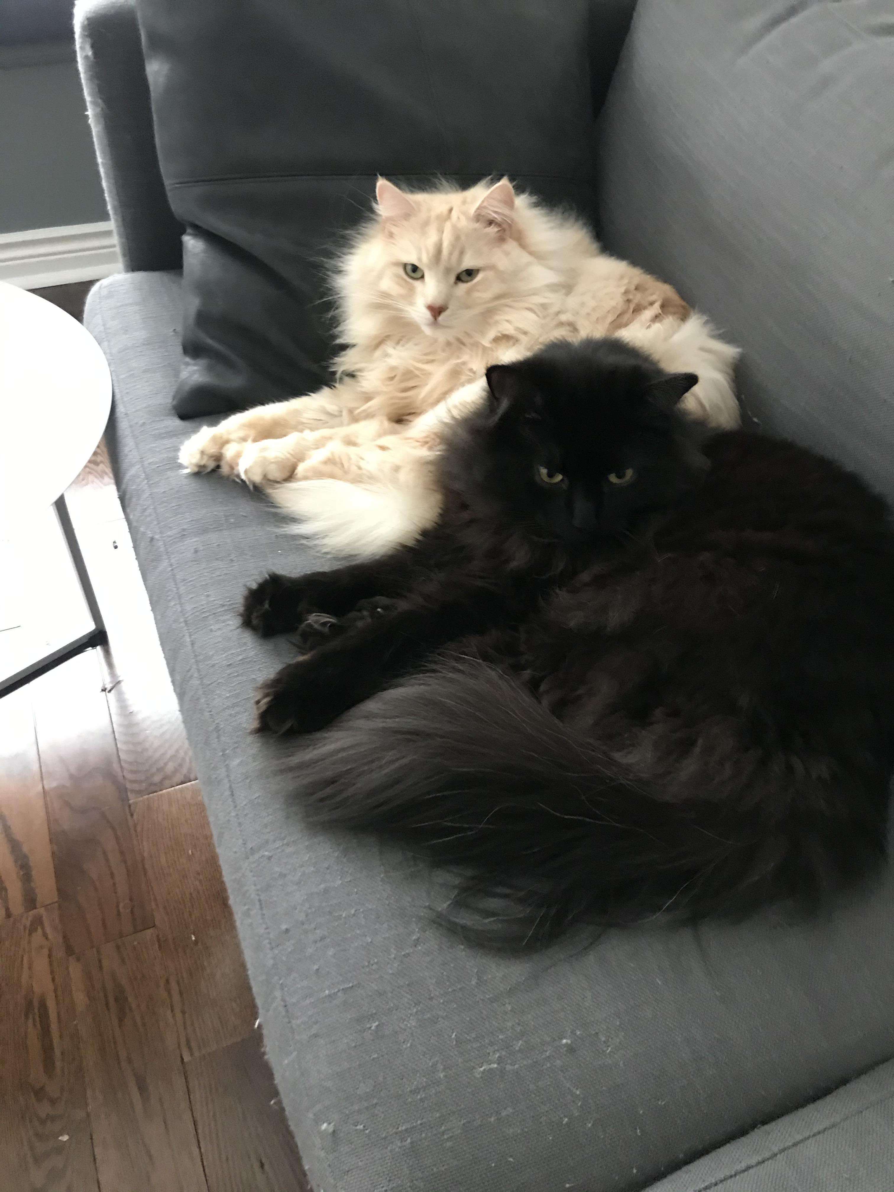 I’m tired of being the third wheel. | Scrolller