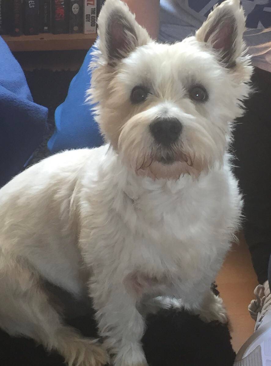 I might be biased, but I think my boy is at peak Westie cuteness right now. | Scrolller