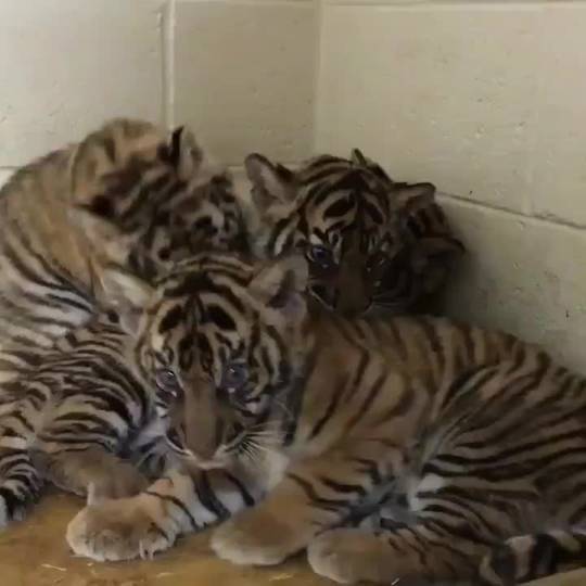 I prefer my tiger cubs piled | Scrolller