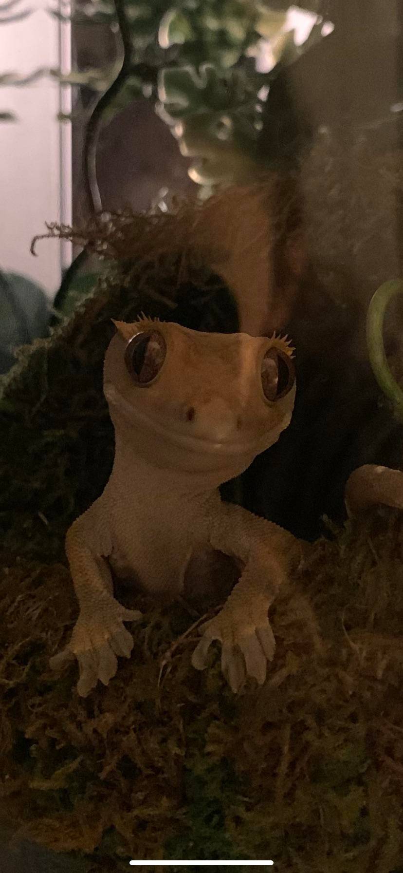 I really love these derpy-ass creatures | Scrolller