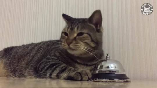 Cat learns that bell = treats. (X-post /r/CatSlaps) | Scrolller