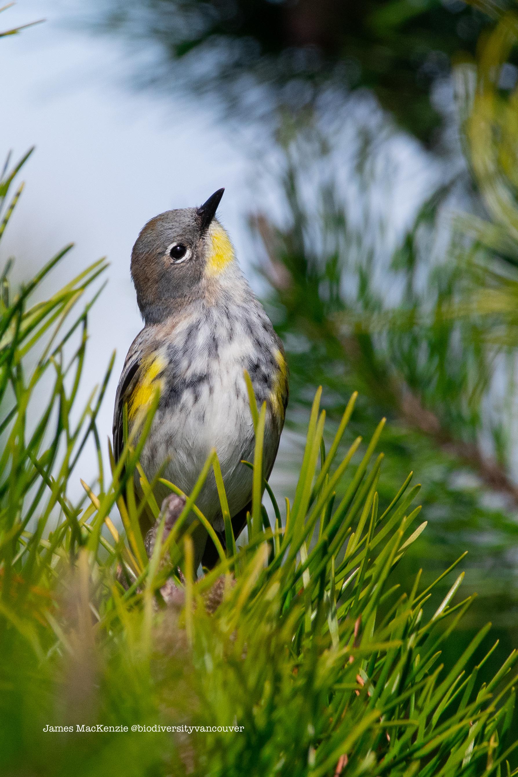 I saw my first warbler of the season!! Female Yellow Rumped Warbler | Scrolller