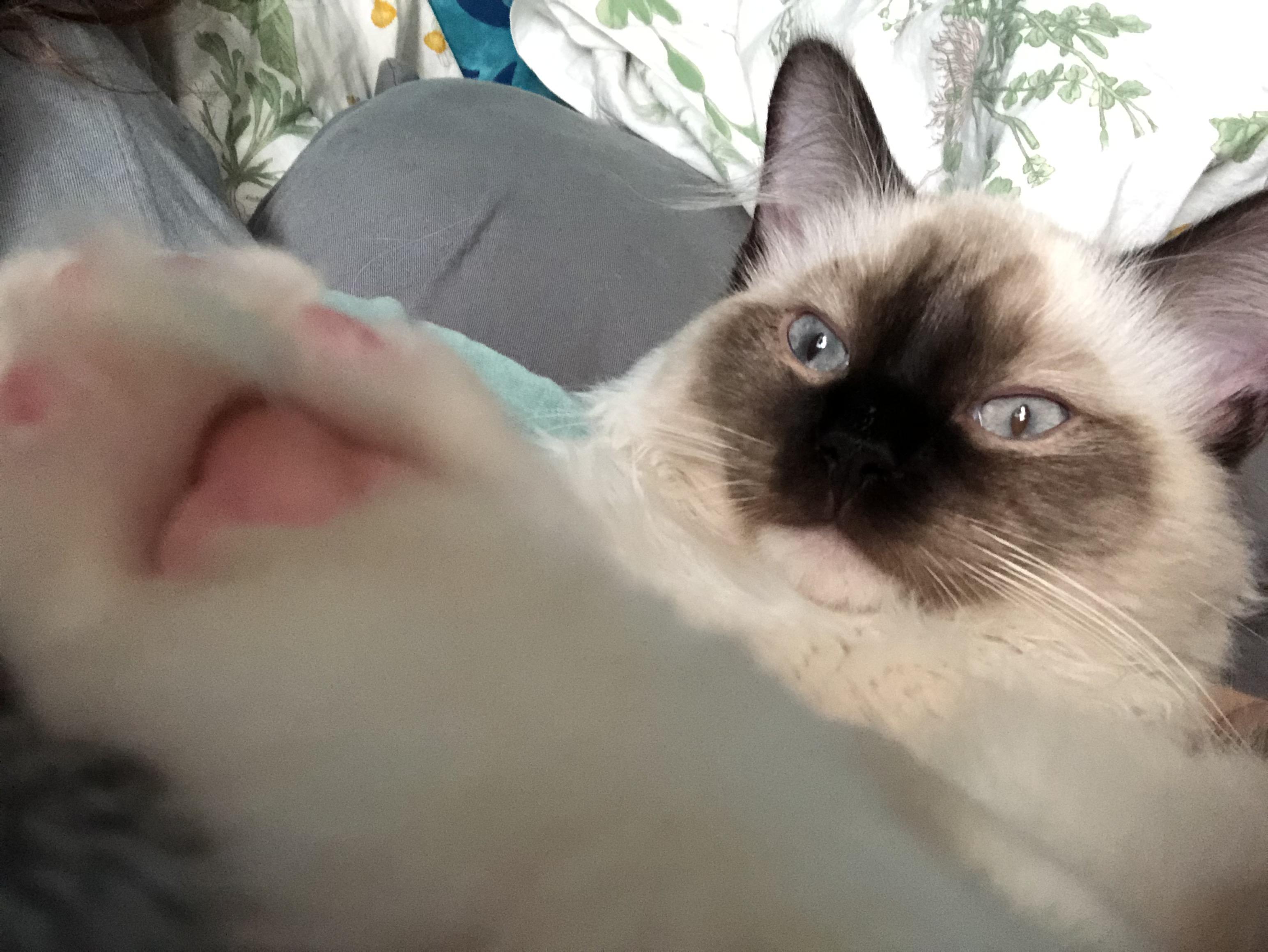 I showed you my jellybeans, please respond | Scrolller