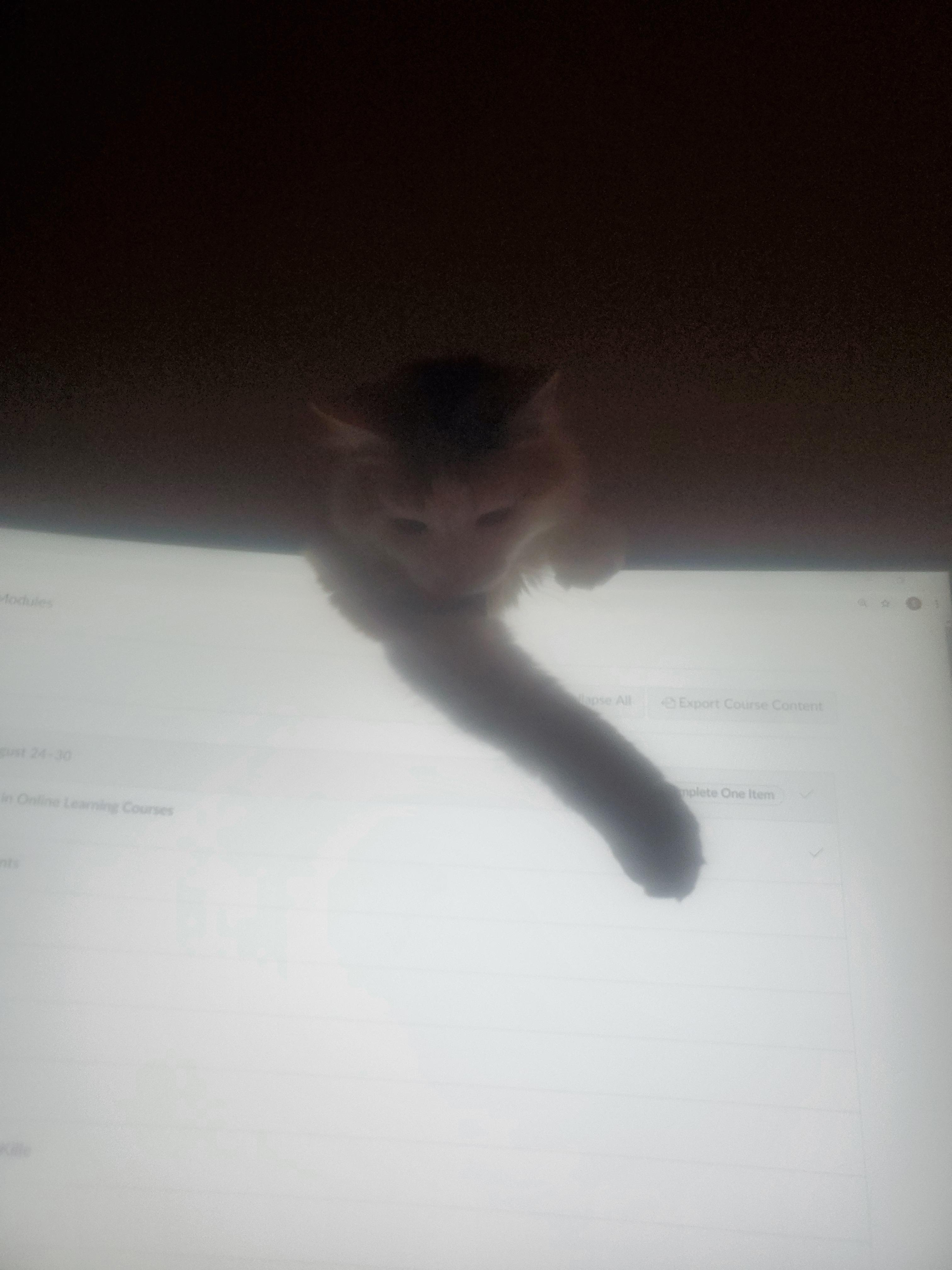 I think I need a new study buddy. | Scrolller