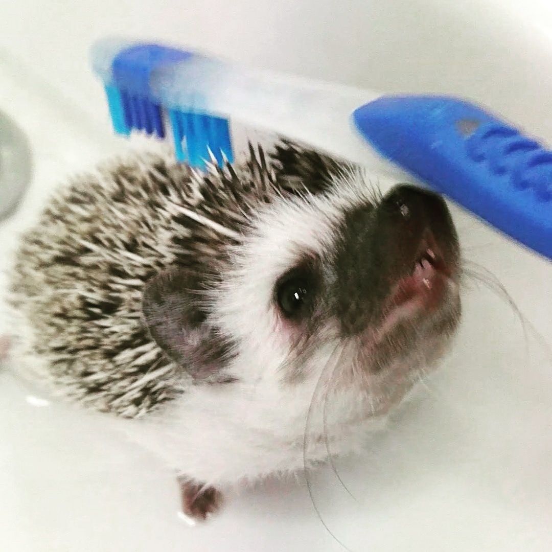 I think StarLord thought he was getting his teef brushed | Scrolller