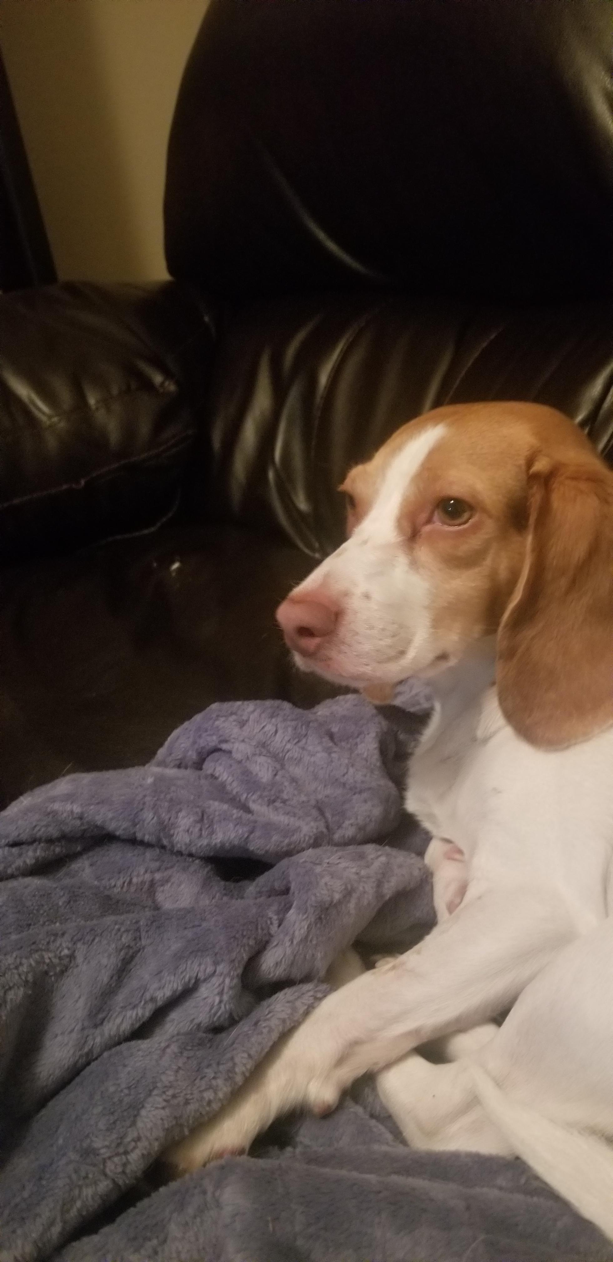 I thinking beagle | Scrolller